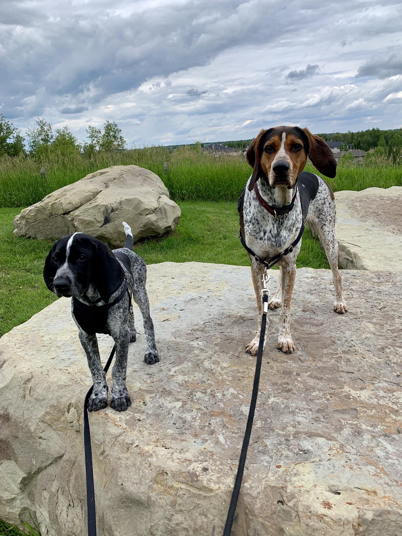 Out for a stroll | Scrolller