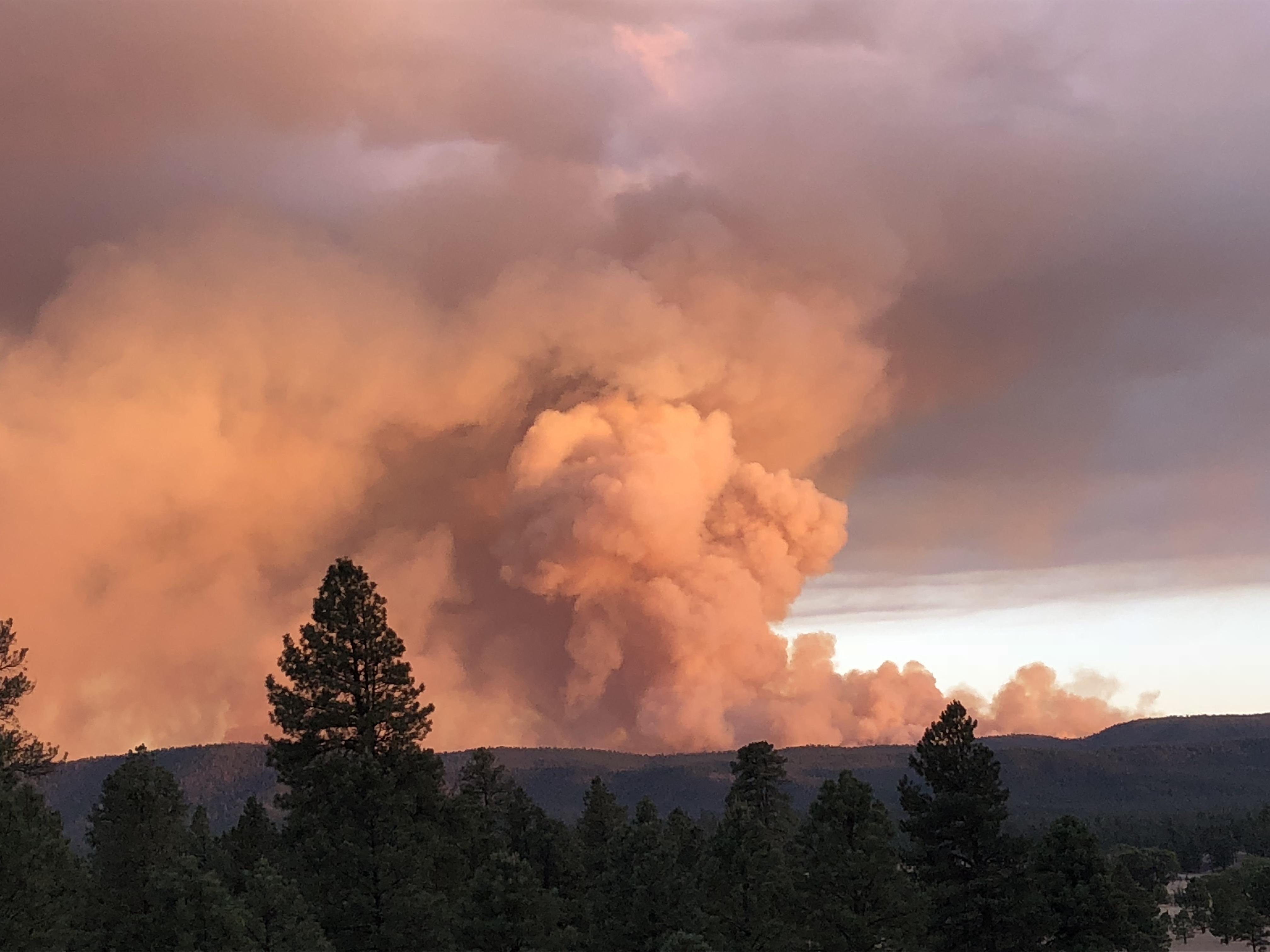 Owl Fire | Scrolller