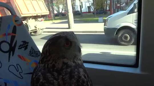 Owl takes the Tram [x-post r/owls] | Scrolller