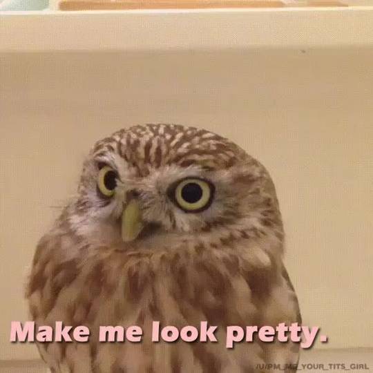 Owls like to look pretty too. [OC] | Scrolller