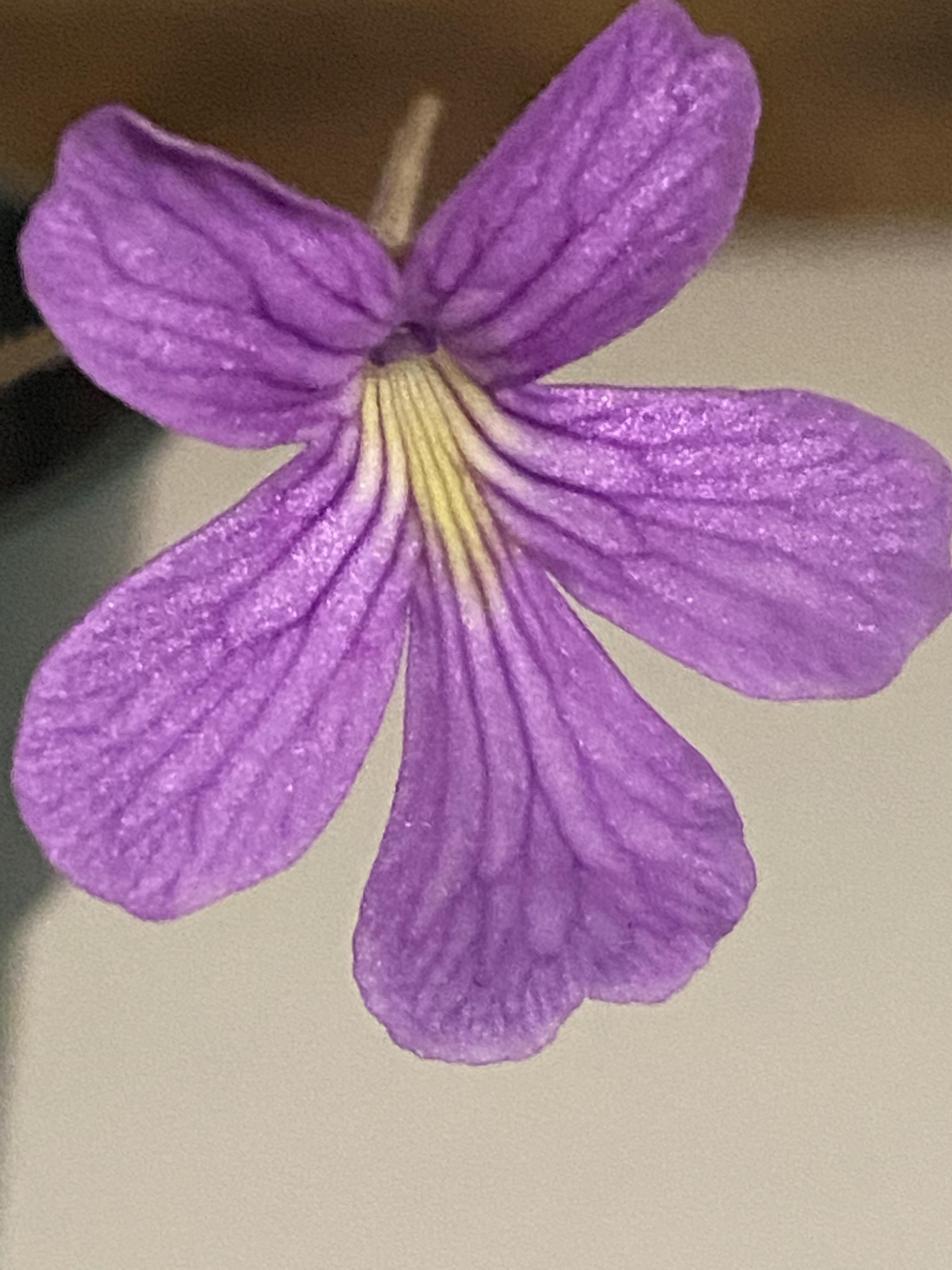 P. Emarginata x cyclosecta | Scrolller