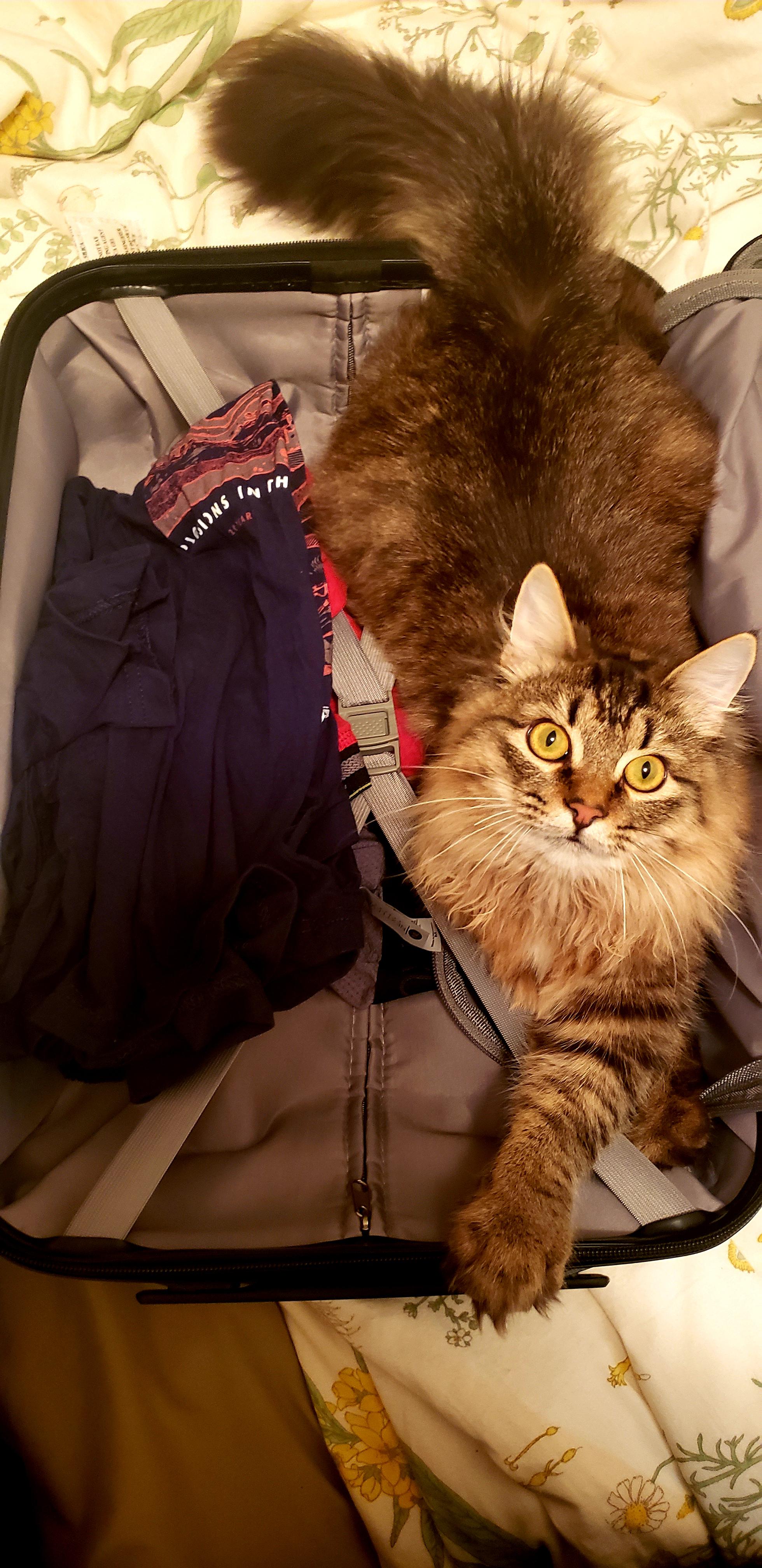 Packing the essentials and Indy has decided he is essential | Scrolller