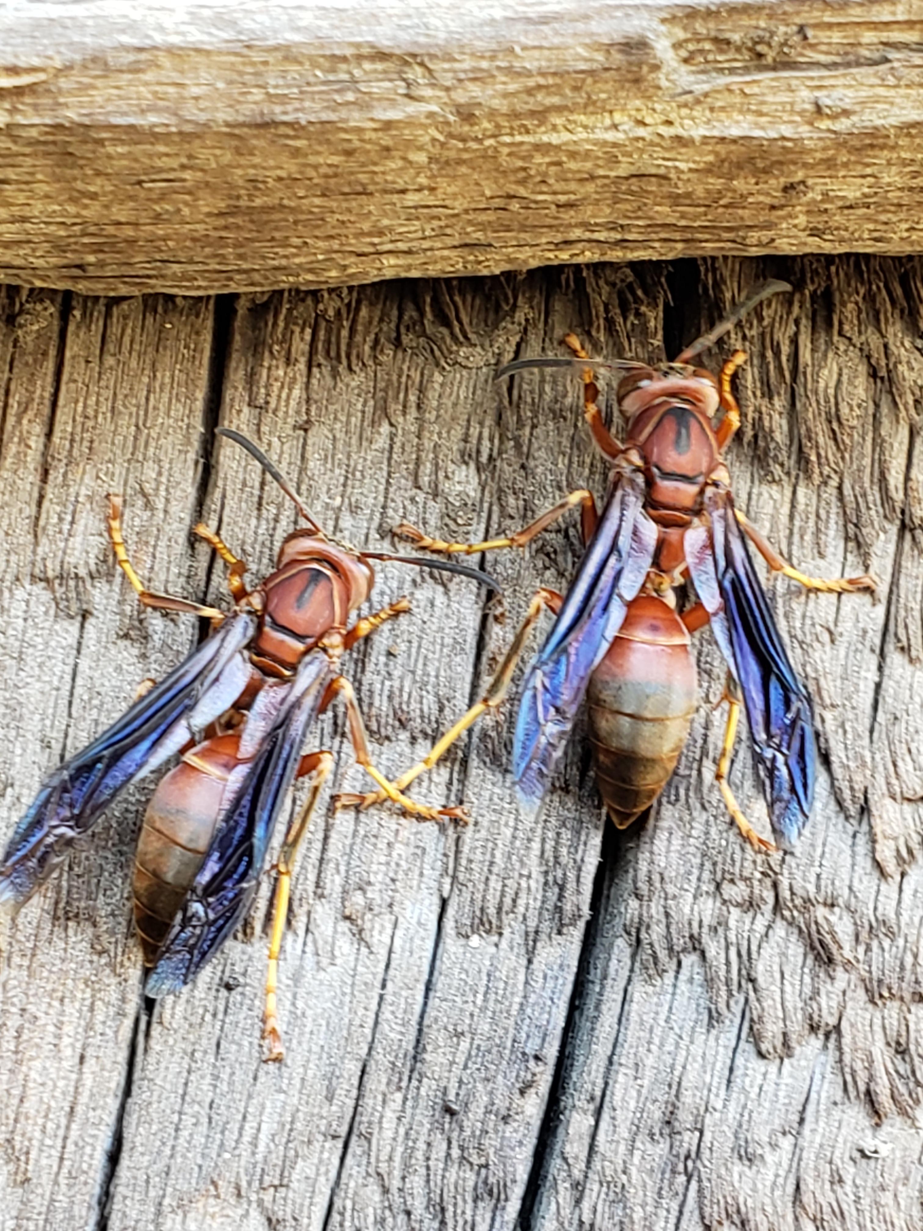 Pair of wasps, too cold to move | Scrolller