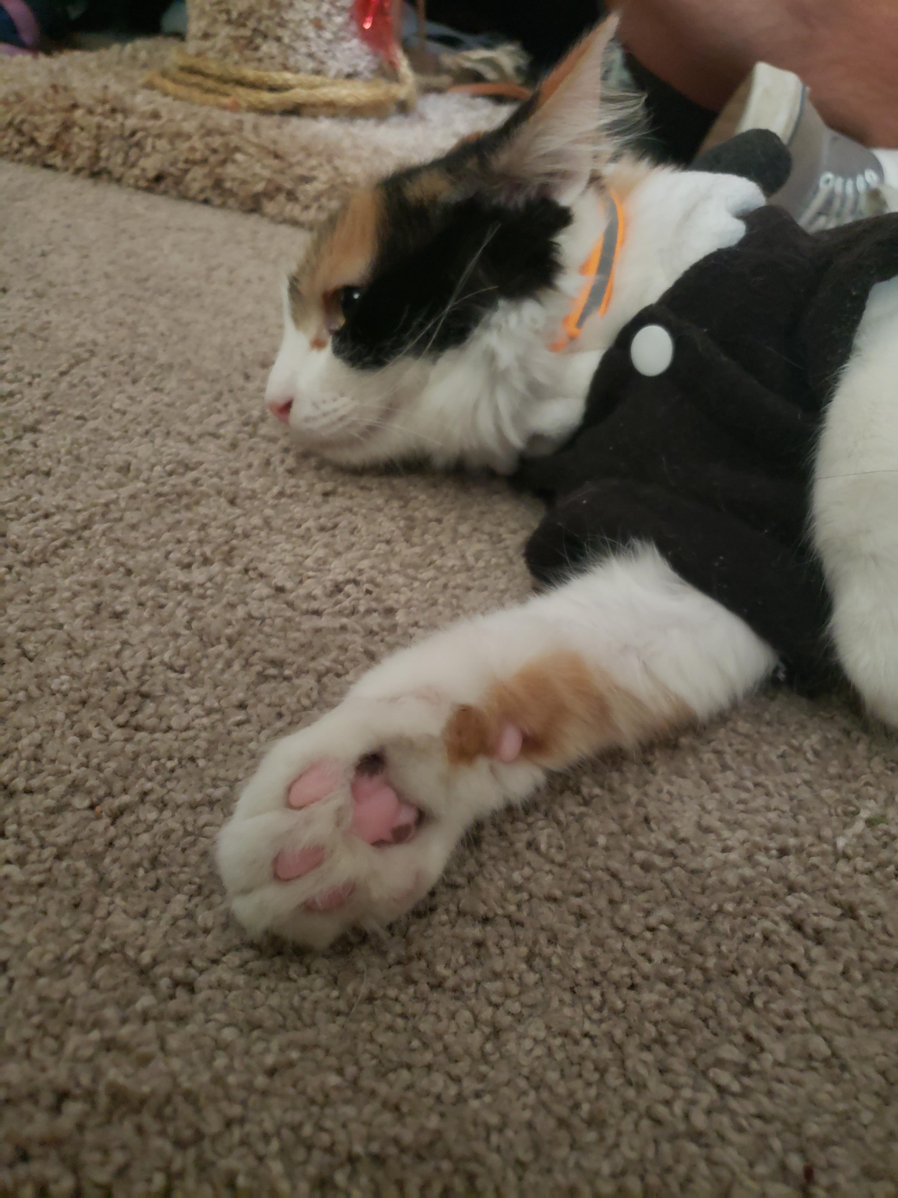 Panda Cat shares the beans on her toes | Scrolller