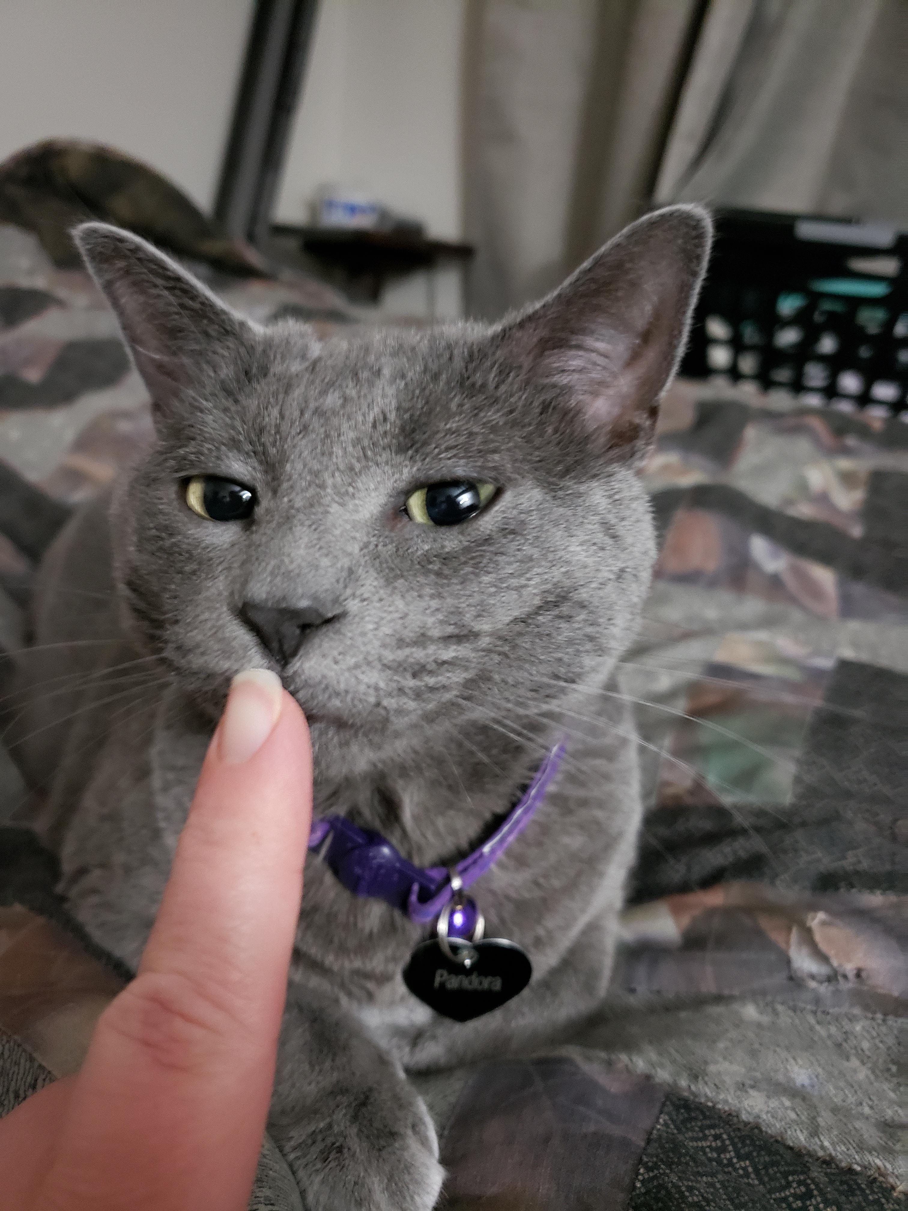 Pandora boops | Scrolller