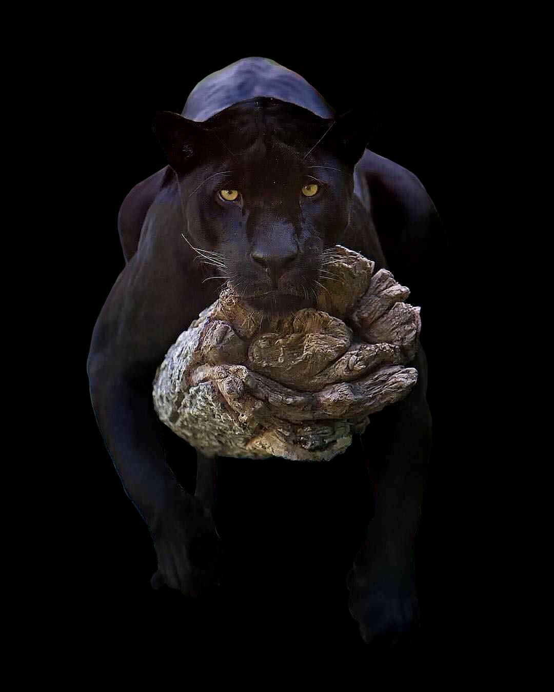Panther Relaxing Scrolller