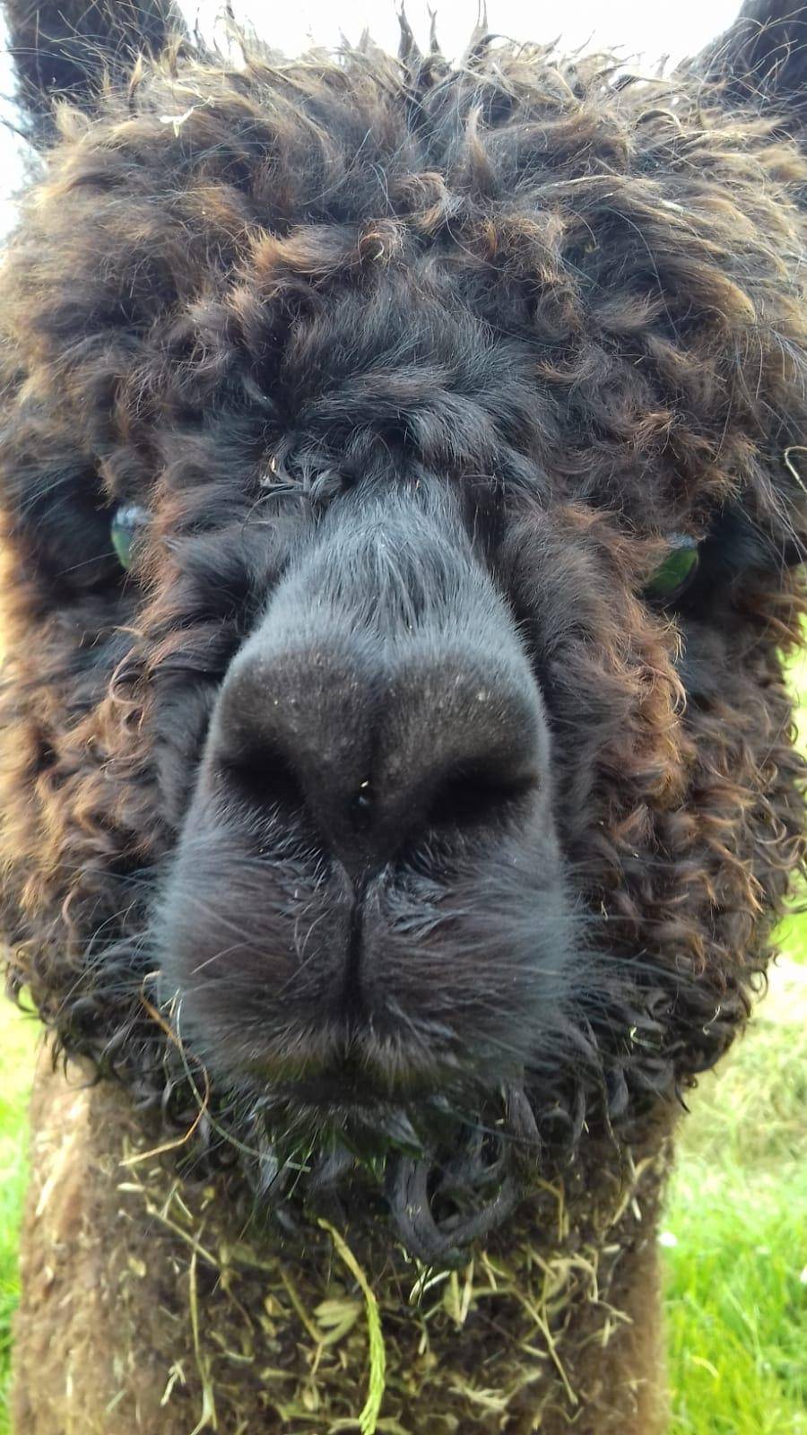 Papa alpaca. | Scrolller