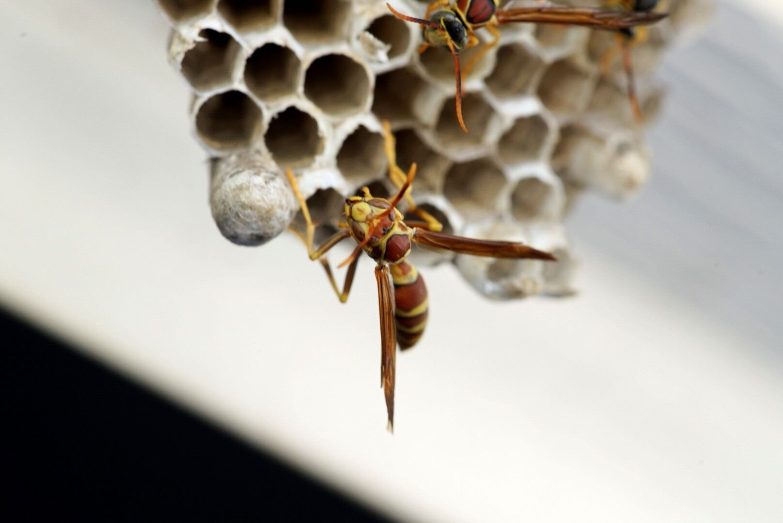 Paper wasps | Scrolller