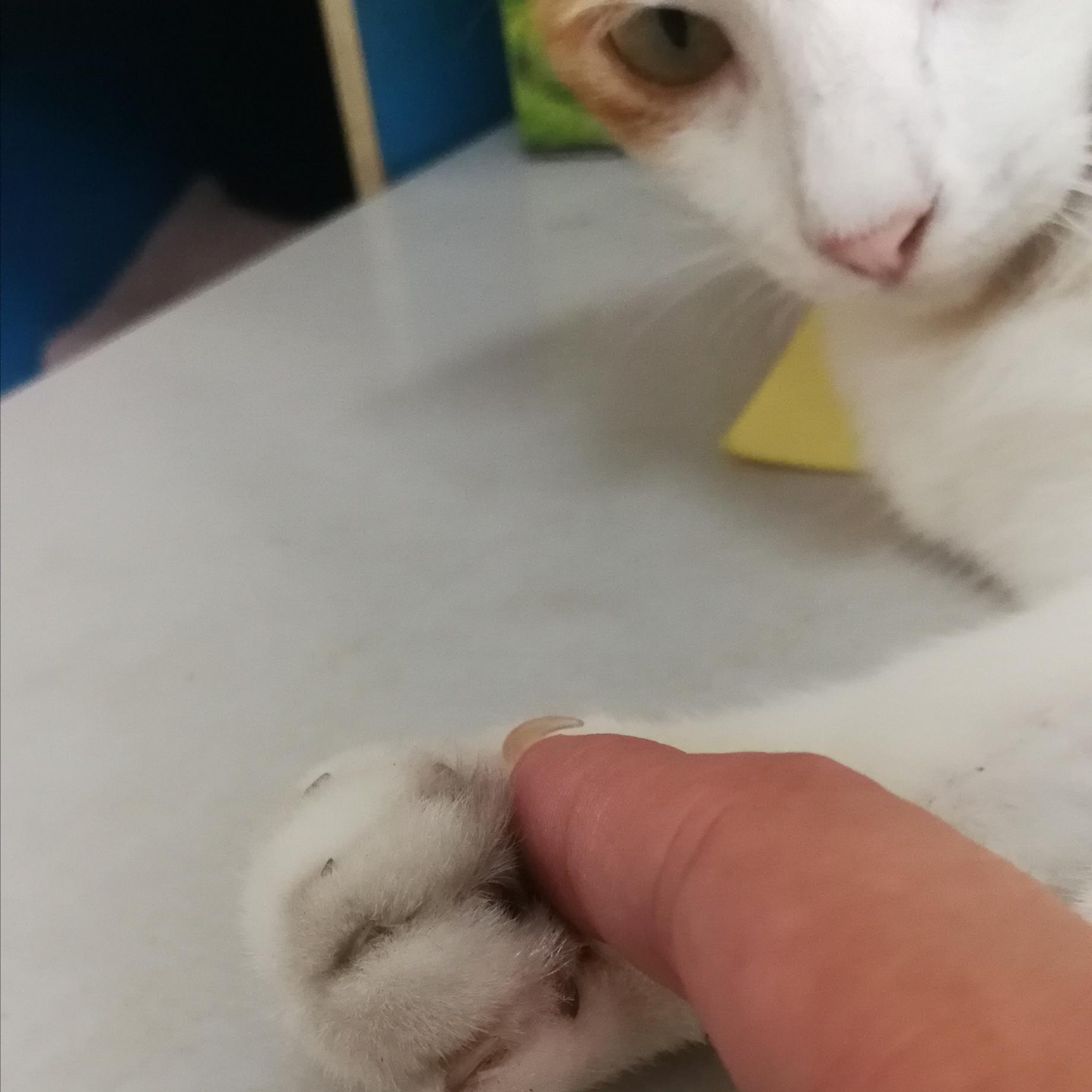 Paw no touchy, touchy no paw | Scrolller