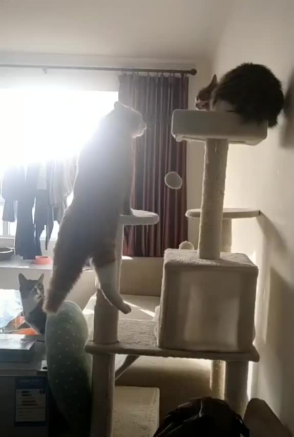 Paw stand. | Scrolller