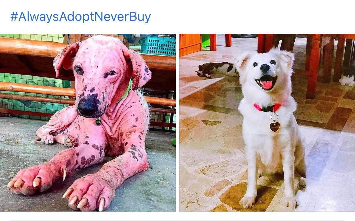 PB from The Cat House PH. Unbelievable transformation. | Scrolller