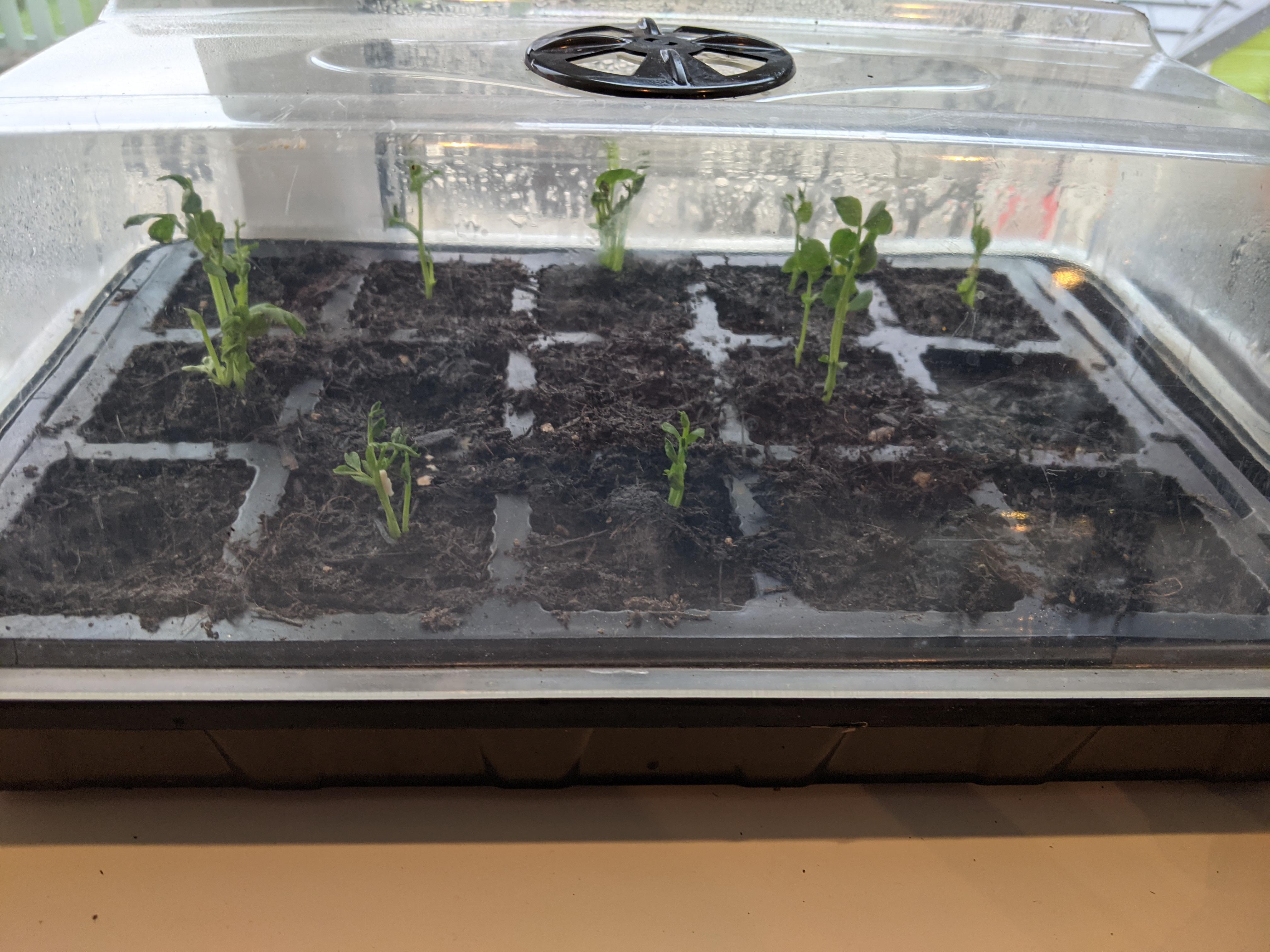 Pea germination: why so sporadic? | Scrolller