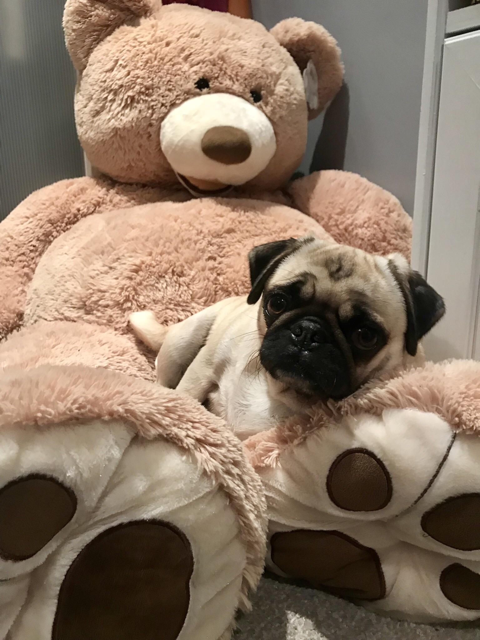Peaches got a new teddy earlier this week and she hasn’t moved since. | Scrolller