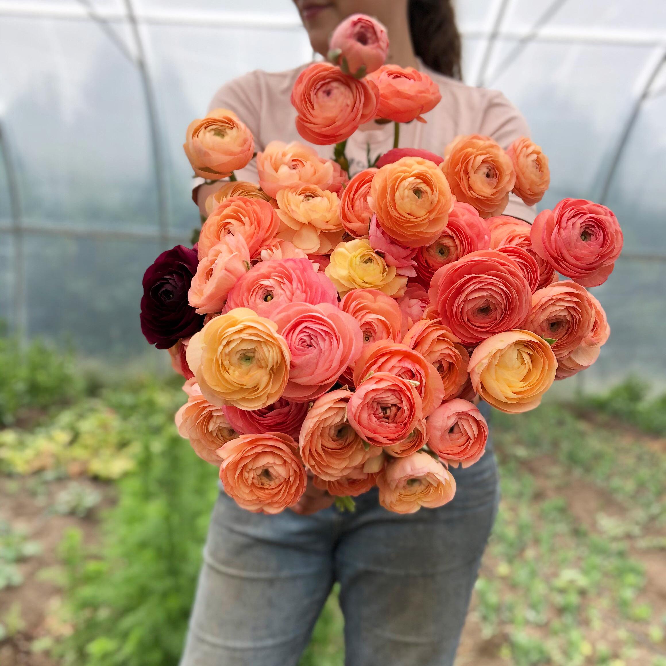 Peachy-Salmon Ranunculus | Scrolller