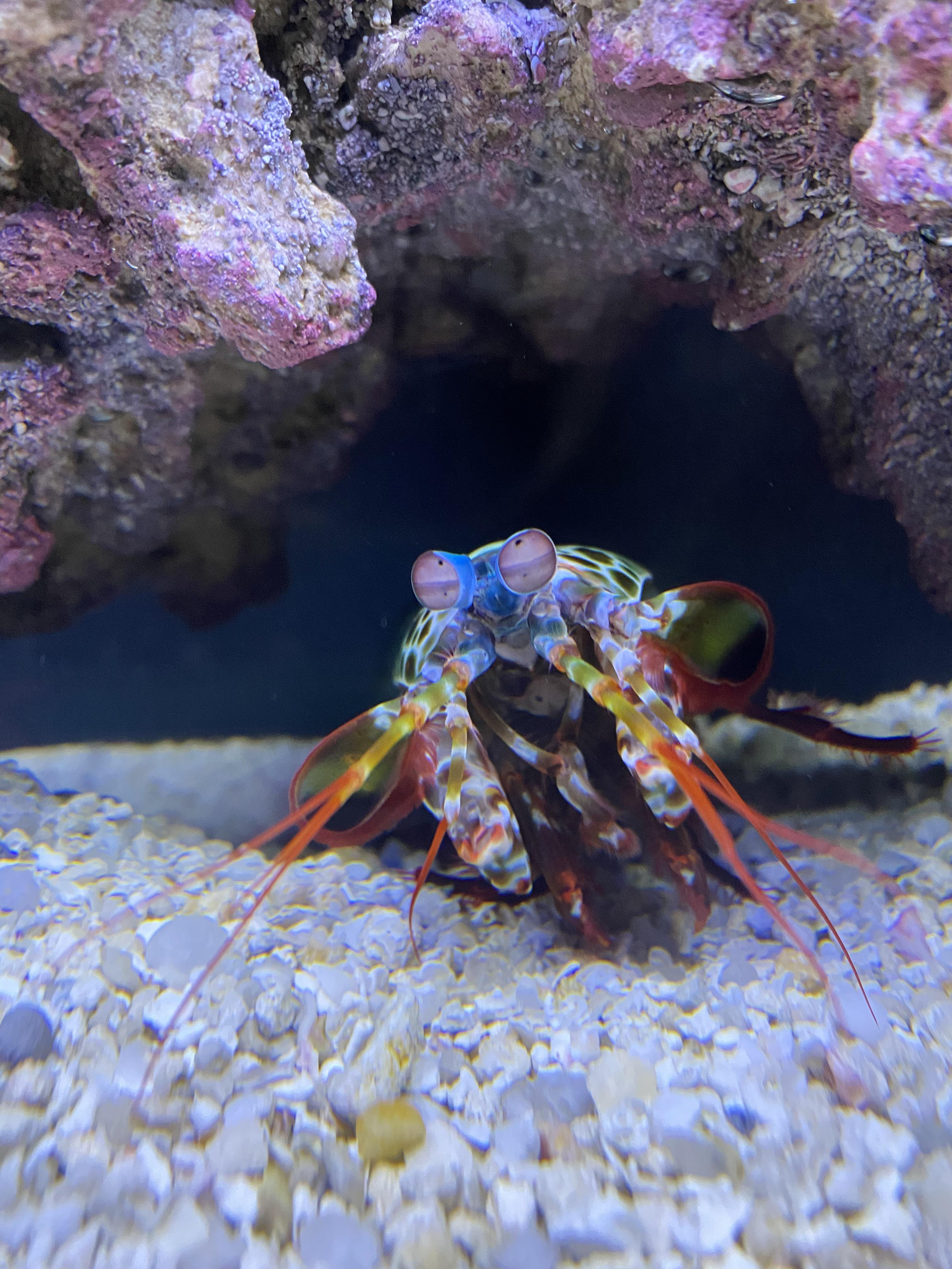 🔥 Peacock Mantis shrimp | Scrolller