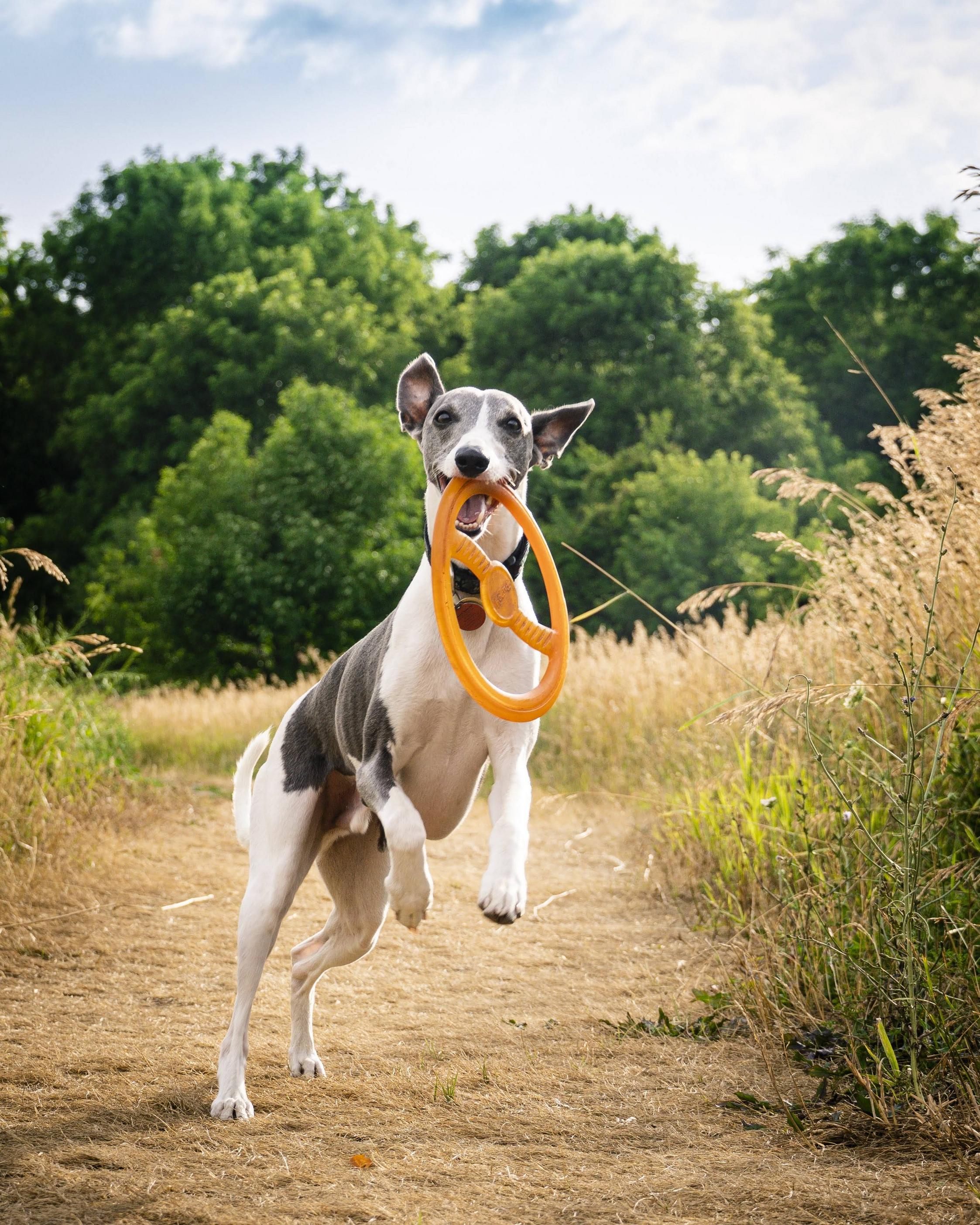 Peak summer Whippet | Scrolller