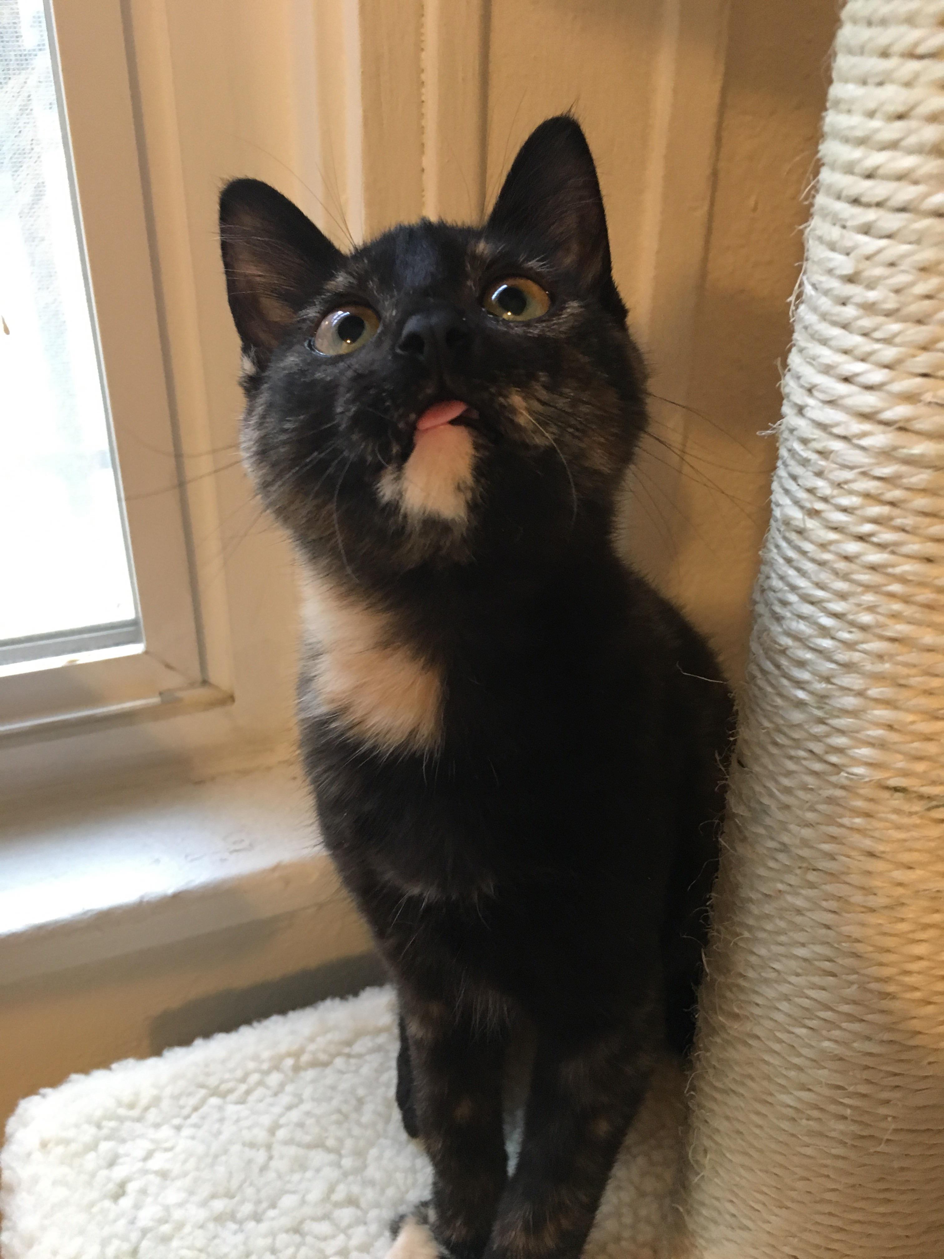 Pebble’s first recorded blep | Scrolller