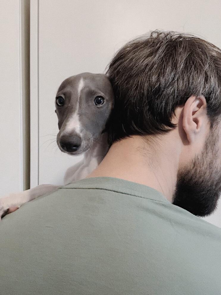 peek a boo! Instagram.com/sumi_whippet | Scrolller