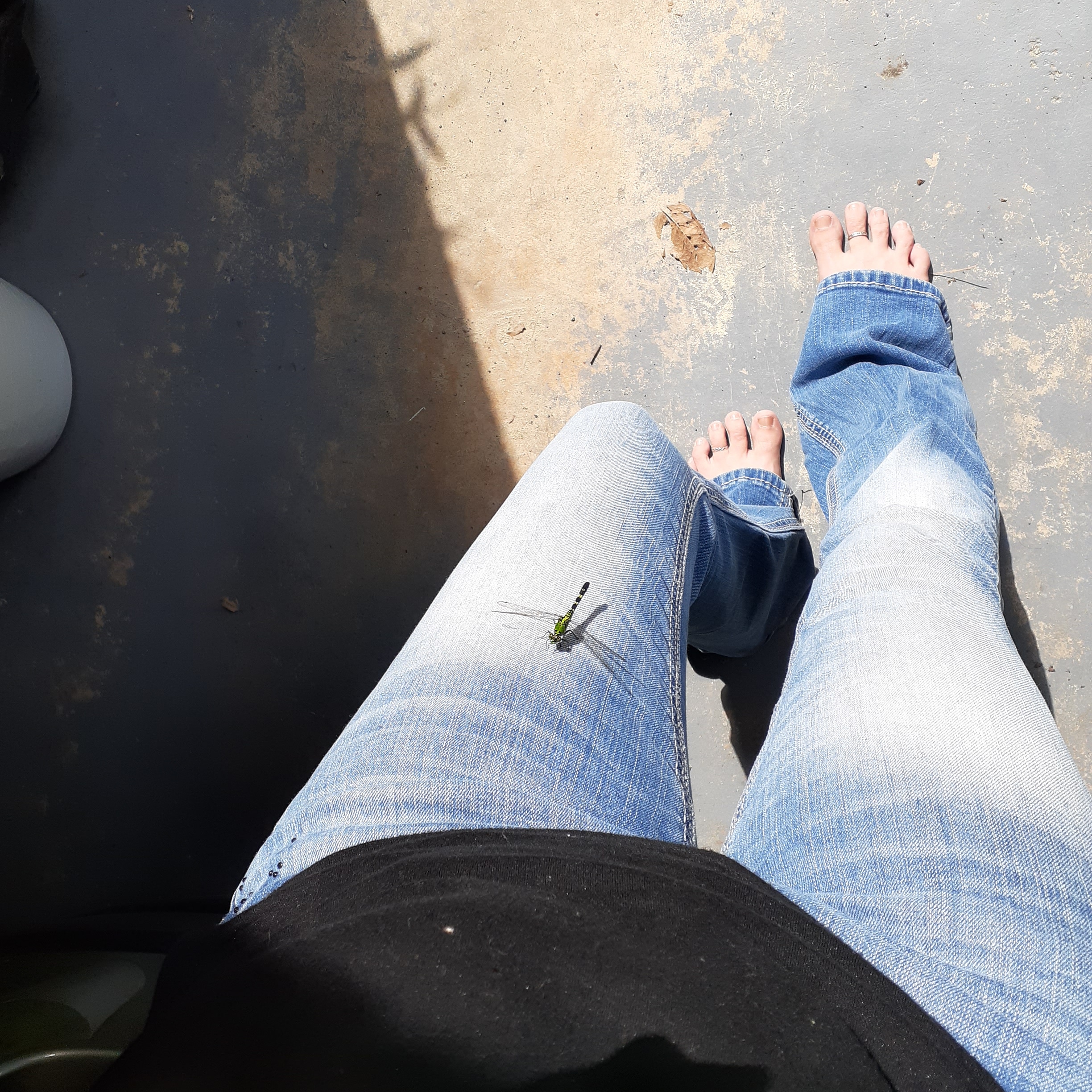 Peep the dragonfly | Scrolller