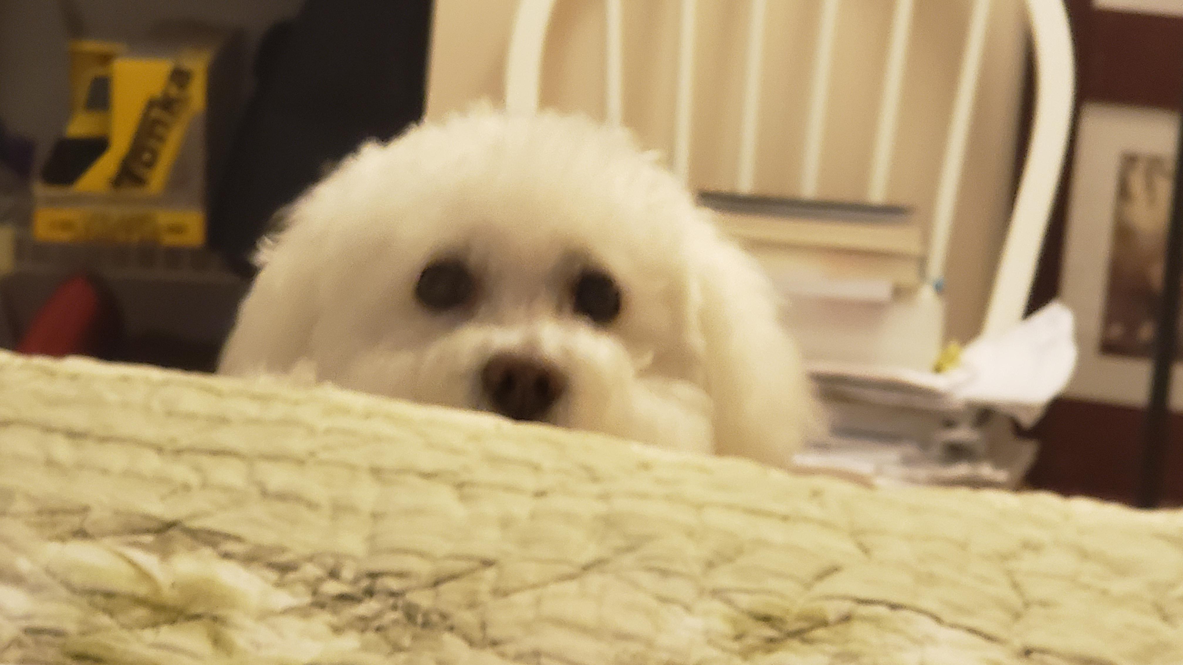 Peeping Over the Bed Side | Scrolller