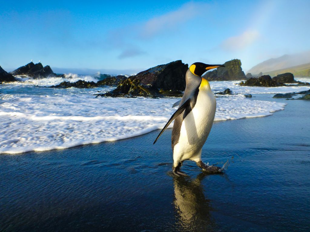 Penguin hits the beach [1024x768] | Scrolller
