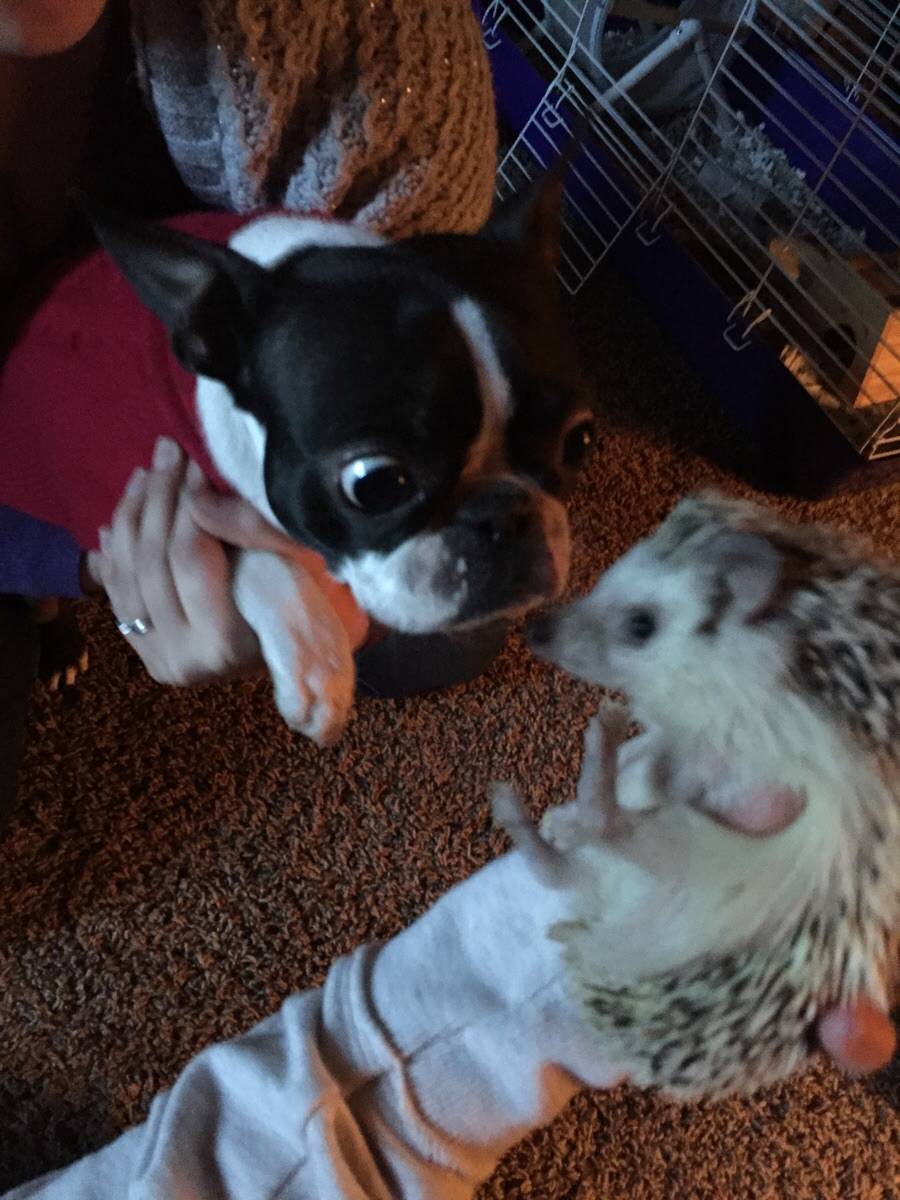 Pennie meet hedgehog | Scrolller