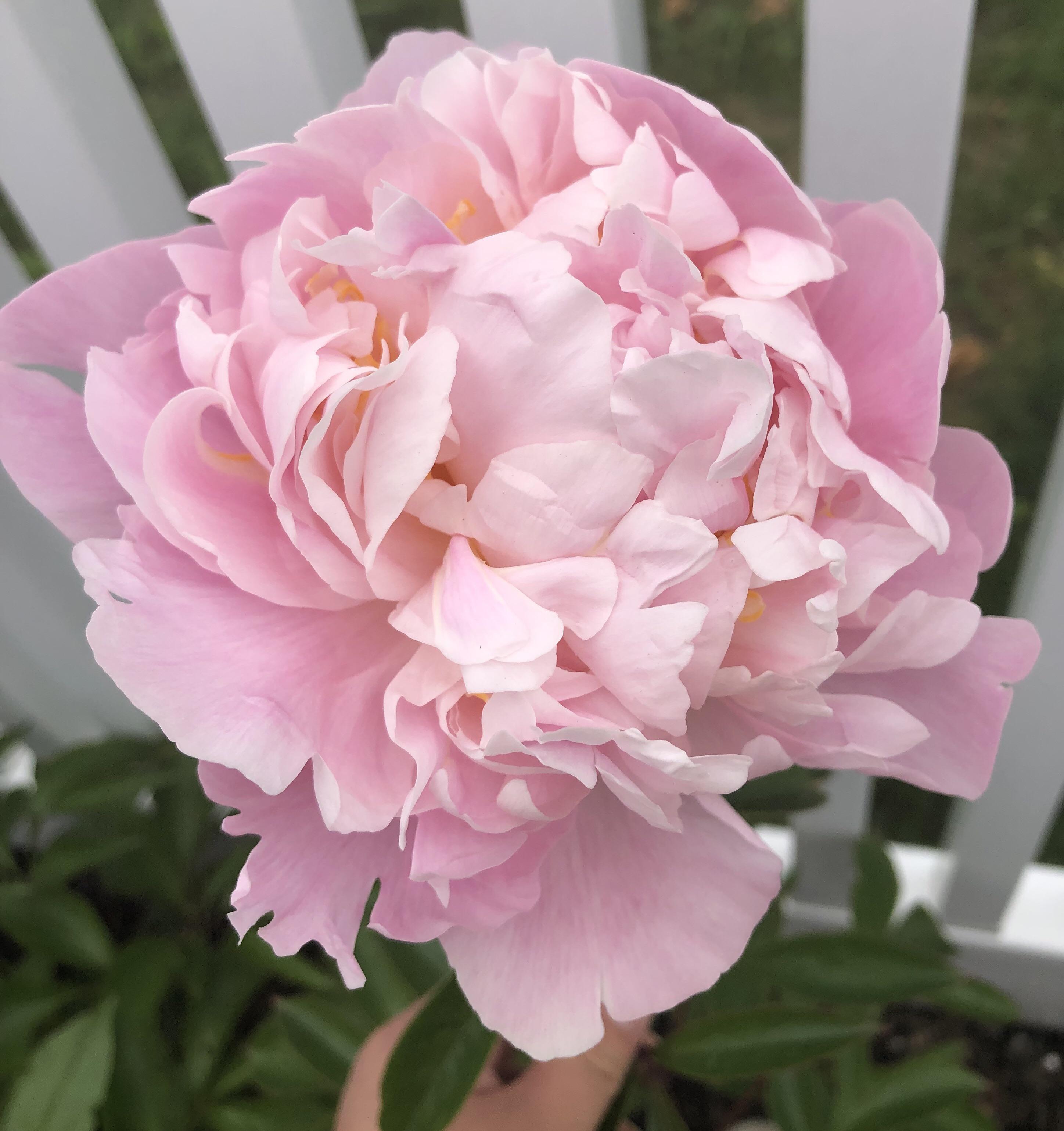 Peony “Nick Shaylor” zone 7a, first year, and herbaceous. | Scrolller