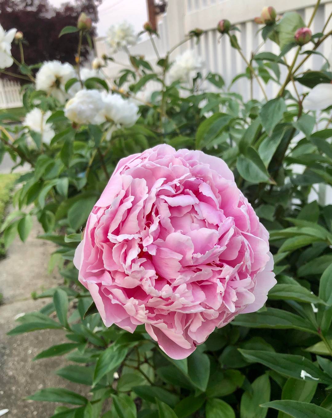 Peony “Sarah Bernhardt” zone 7a, 19 years, and herbaceous. | Scrolller