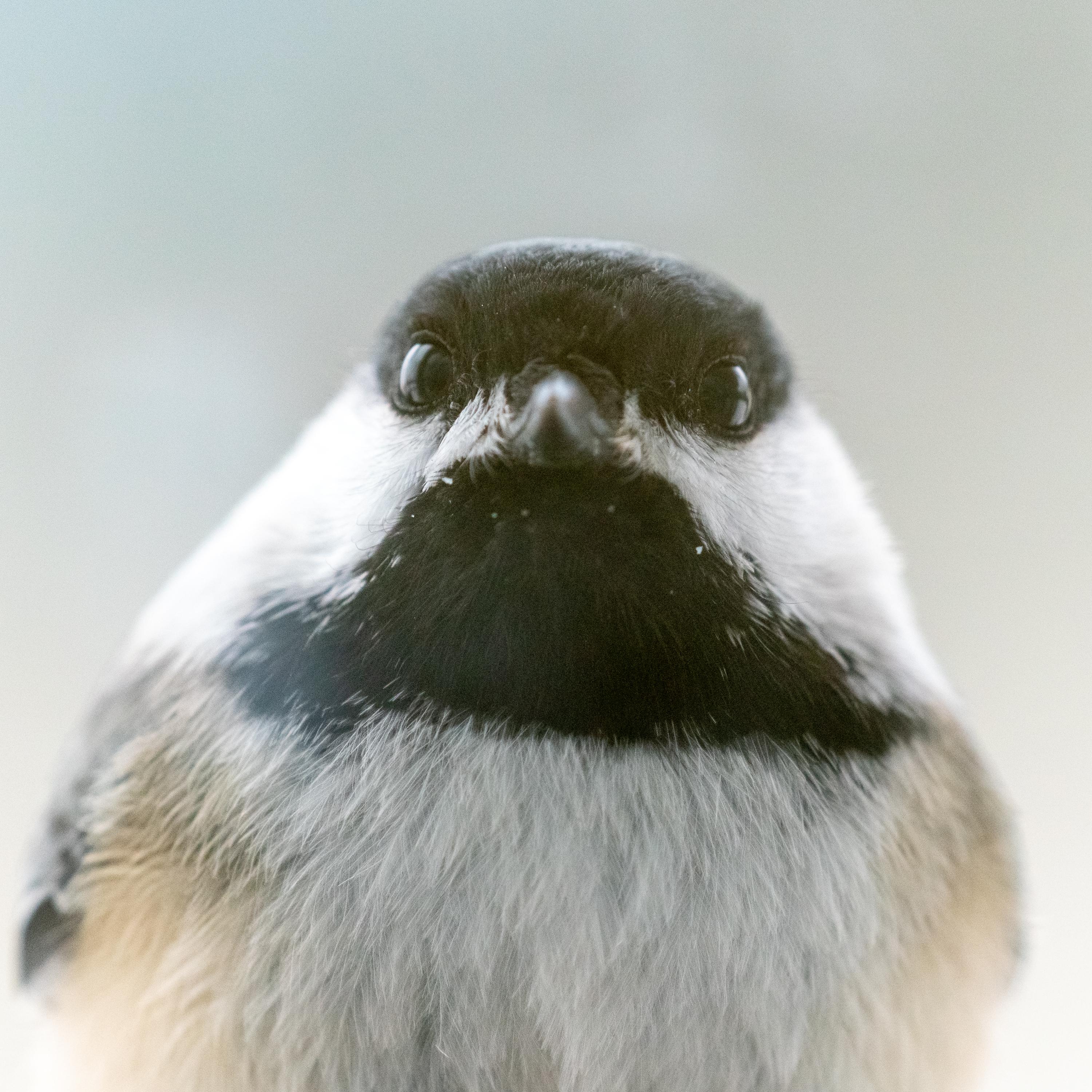 People watching with a Black-capped Chickadee | Scrolller