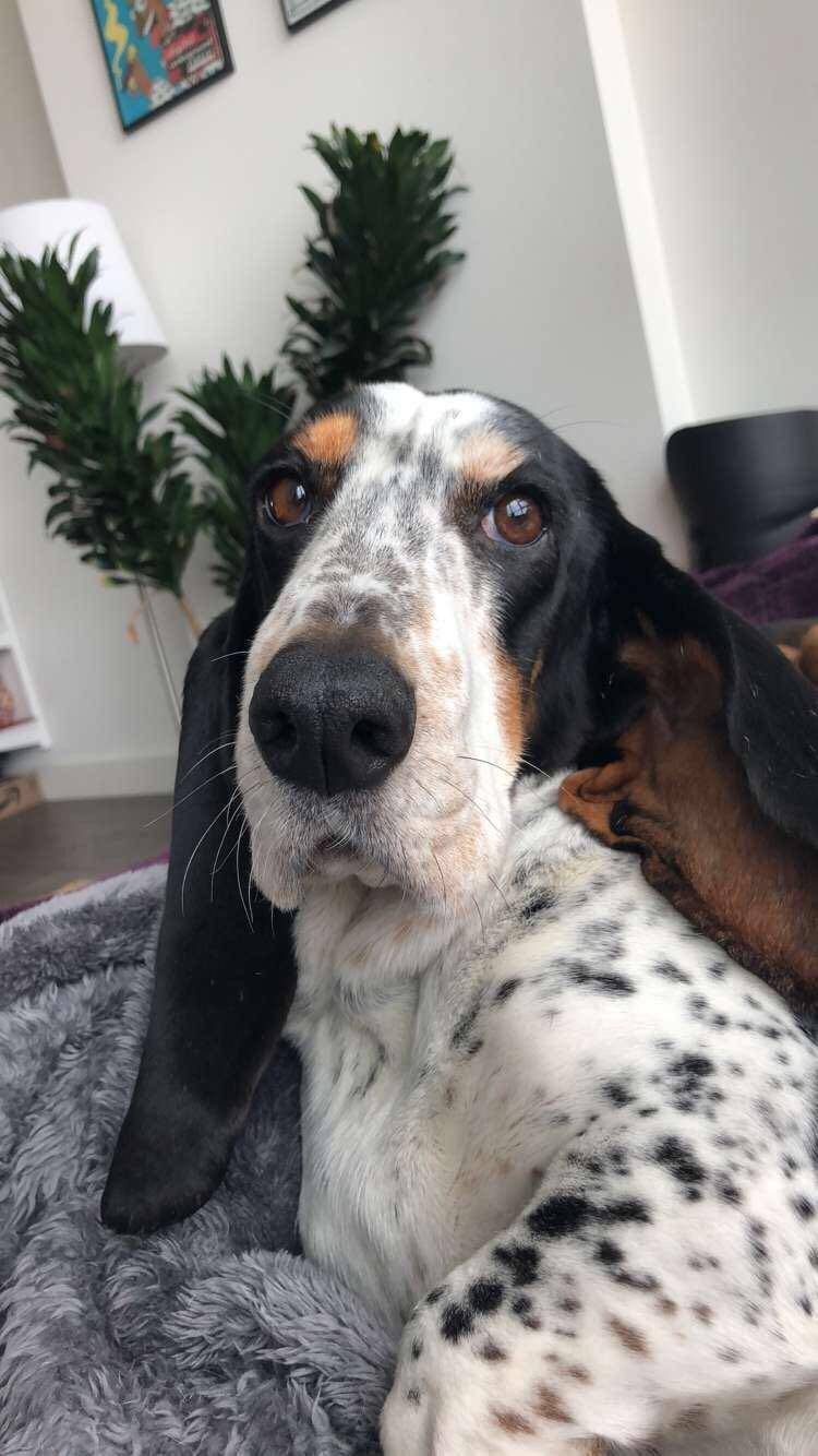 Pepper Anne | Scrolller