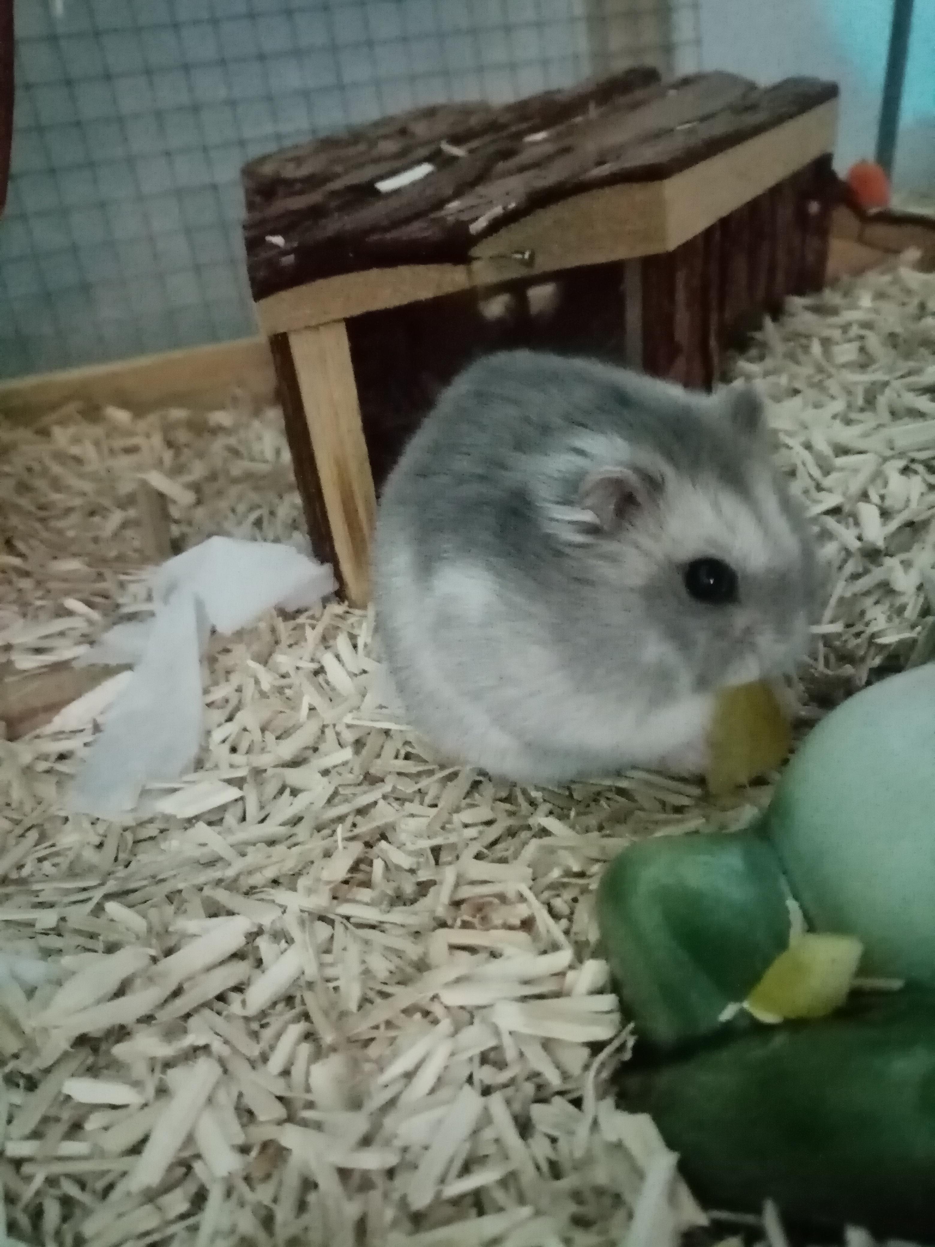 Pepper enjoying some pepper 🥰 | Scrolller