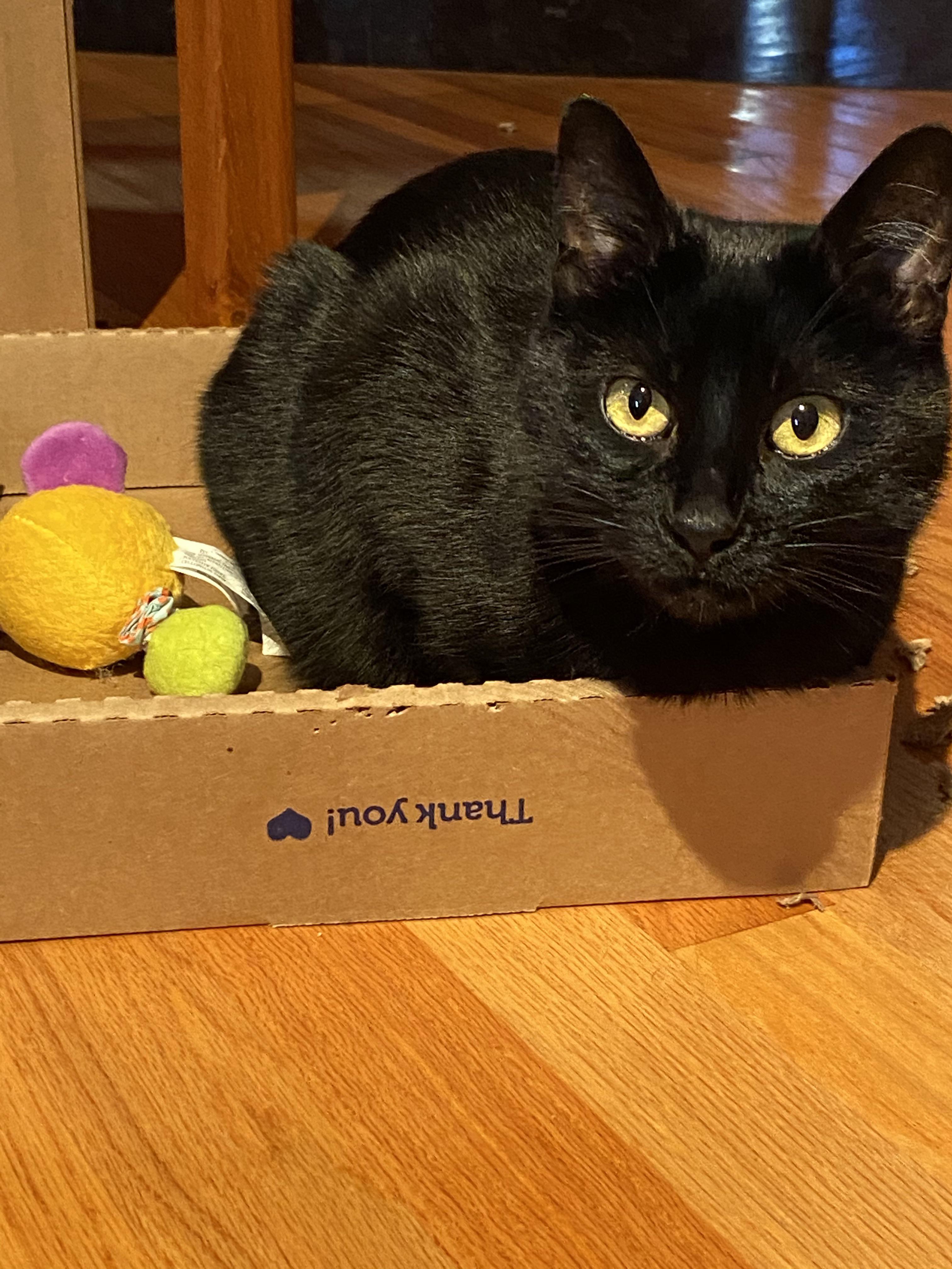 Pepper, I knew you’d love this cat trap | Scrolller