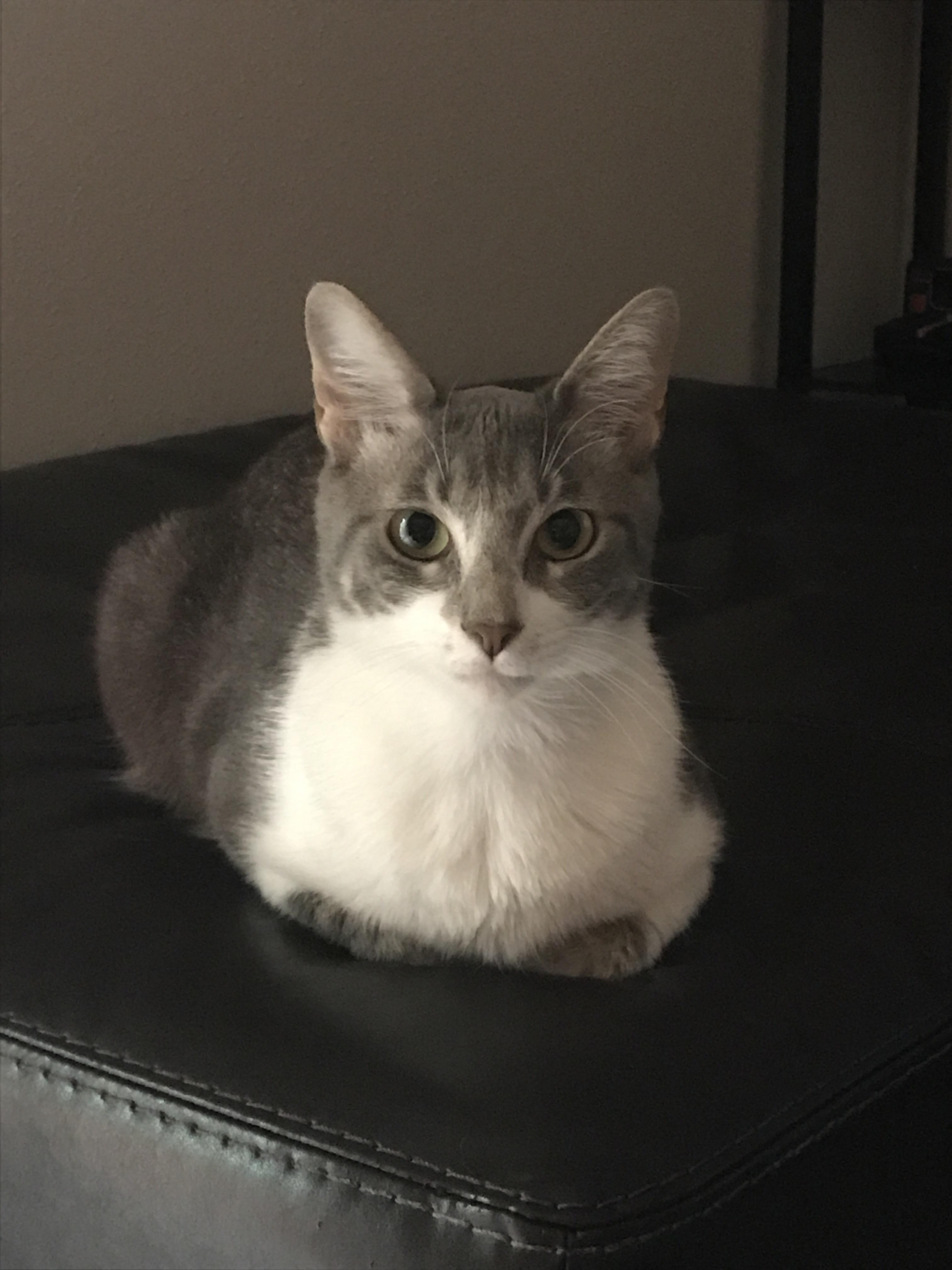 pepper posing perfectly! | Scrolller