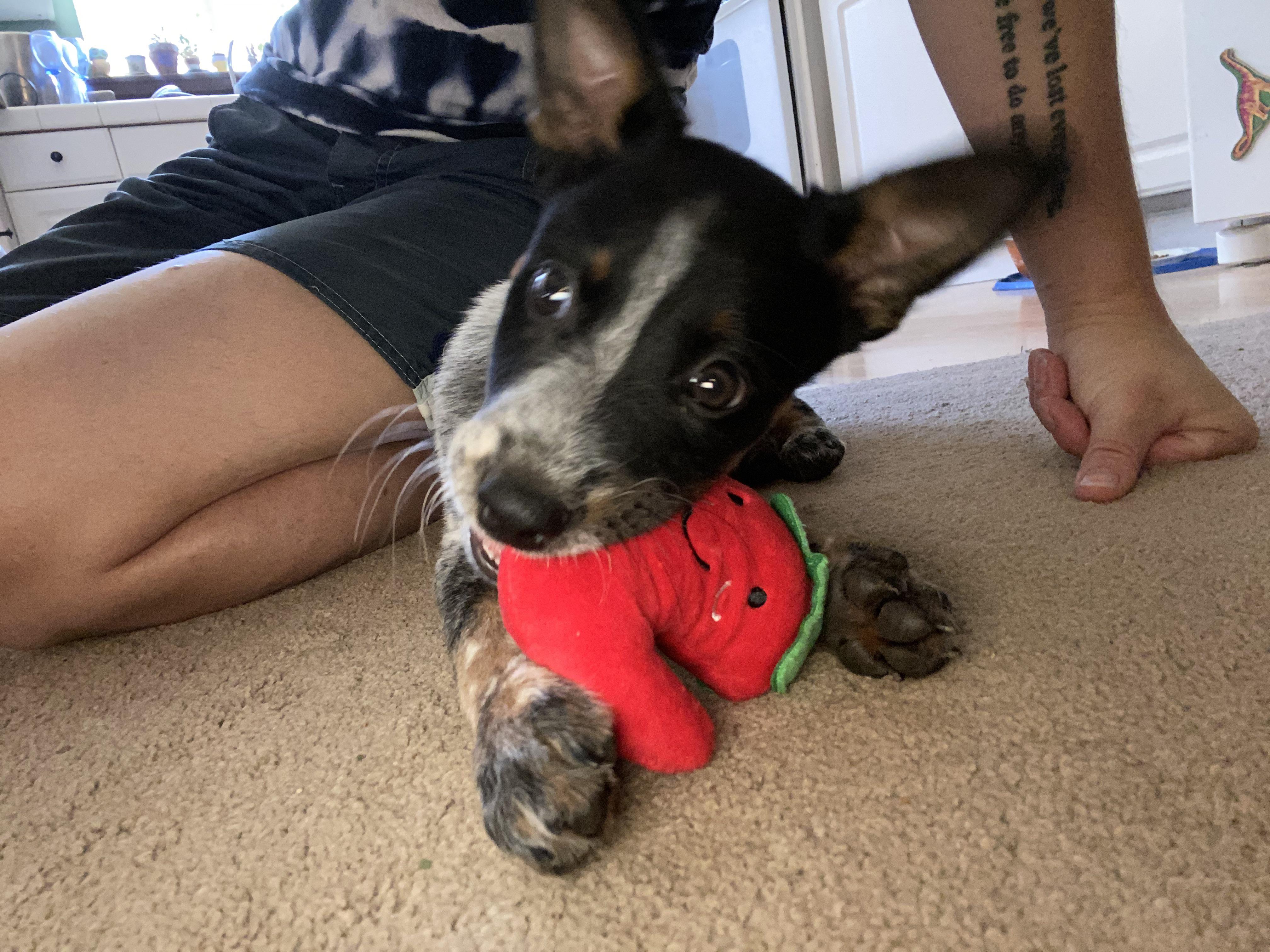 Pepper with her pepper! | Scrolller
