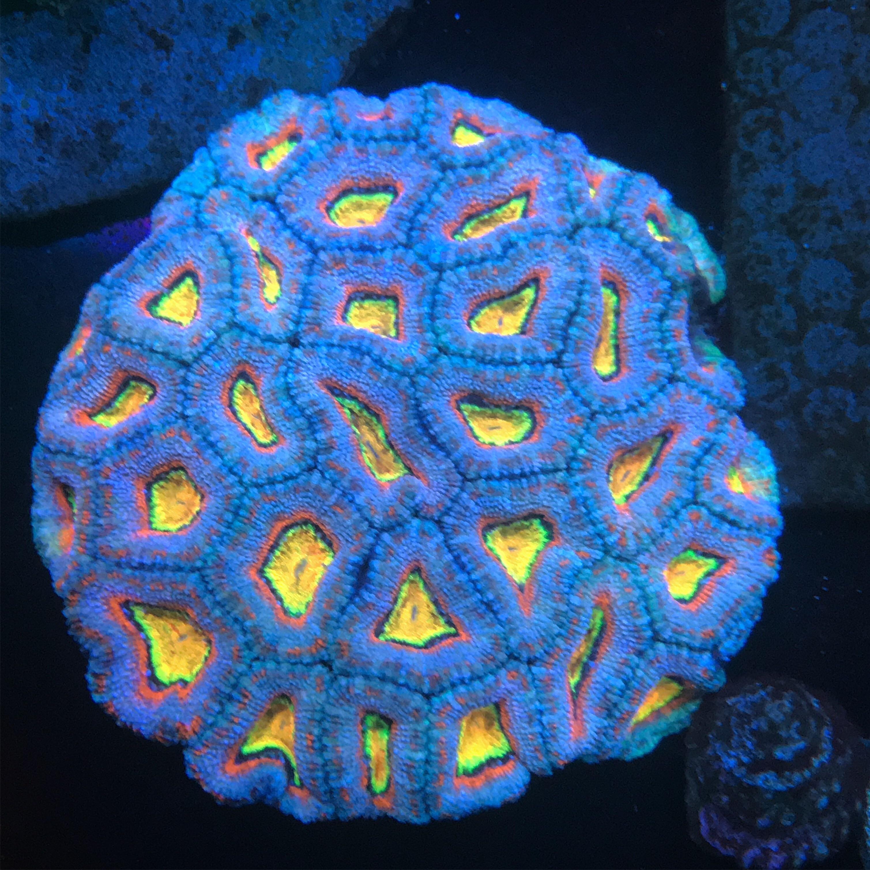 Perfect circle 👌 rainbow acans | Scrolller