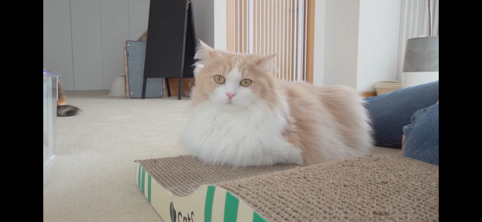 Perfect Dough | Scrolller