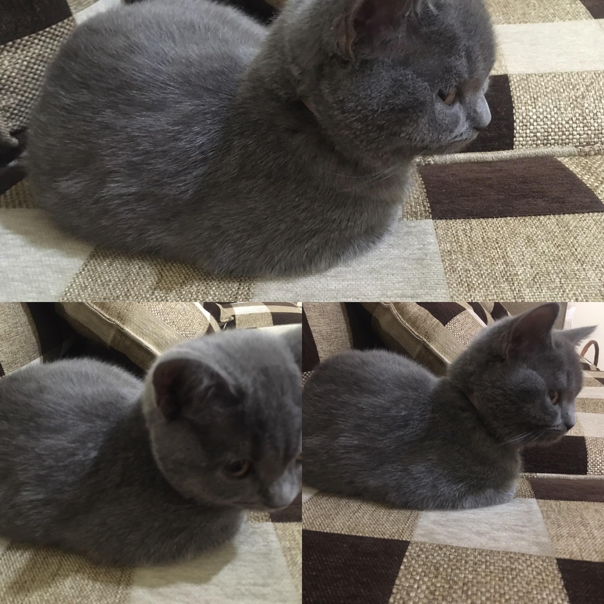 Perfect loaf 🐱 | Scrolller