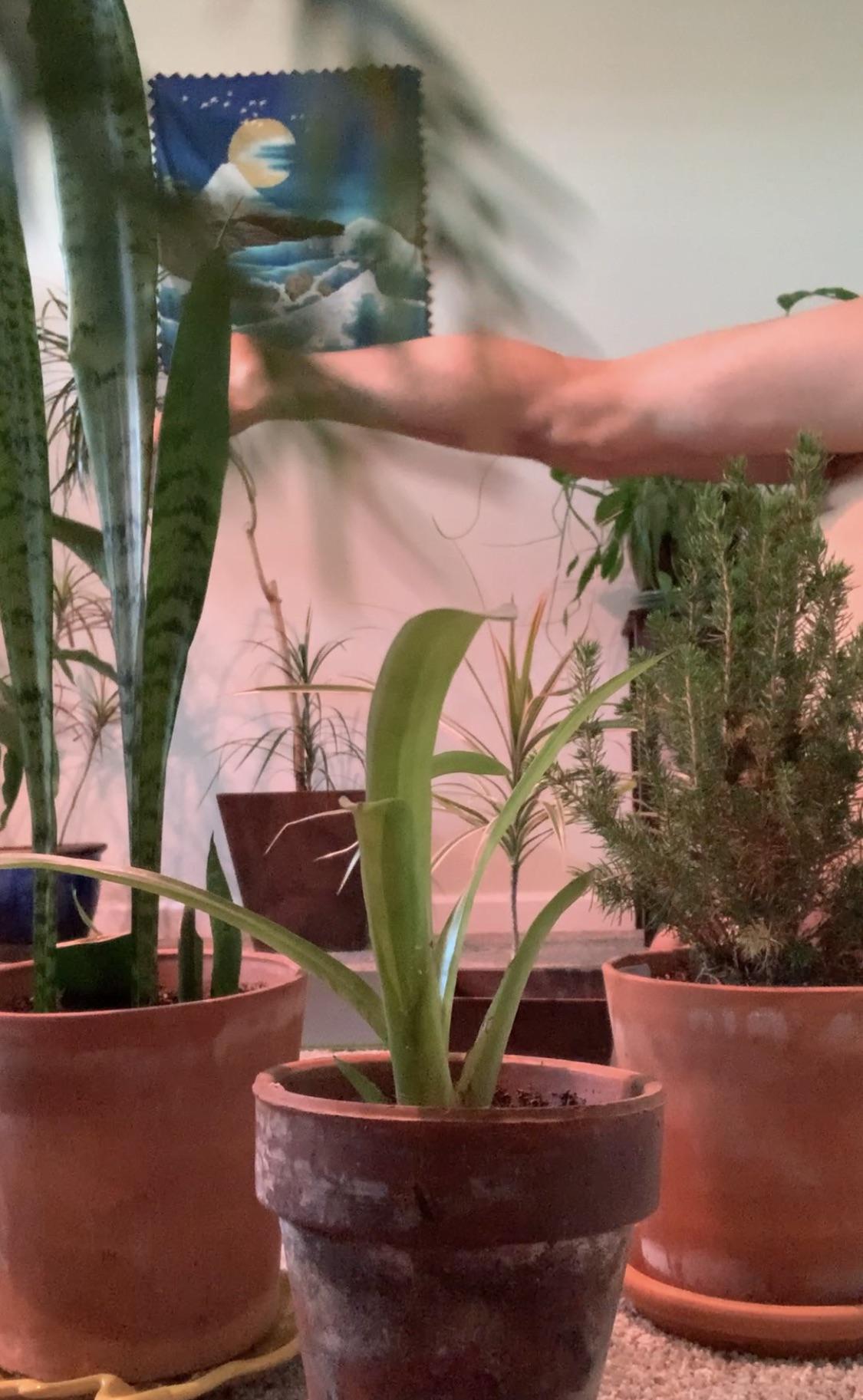 Perspective is everything. 🪴 | Scrolller