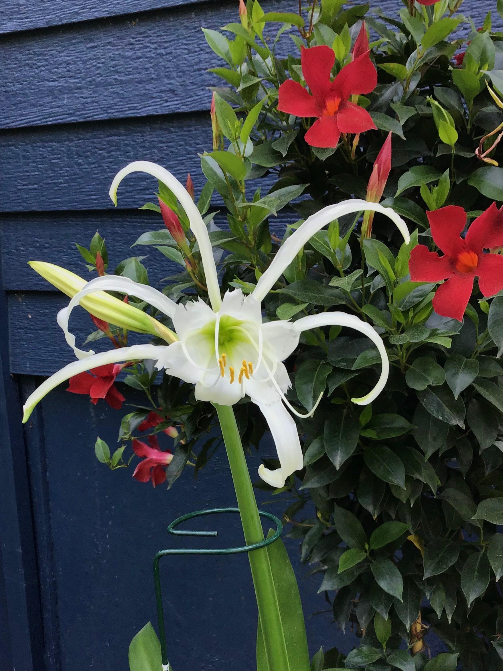 Peruvian daffodil my wife grew bloomed yesterday. | Scrolller