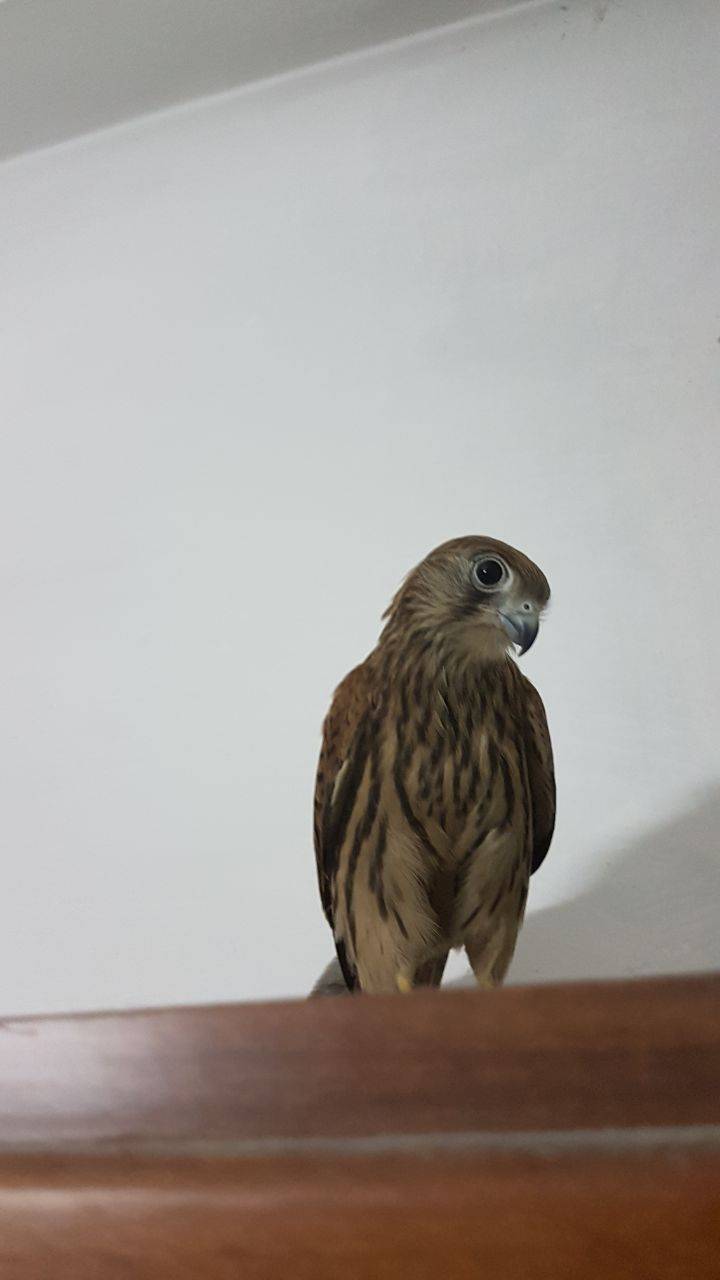 Pet hawk of my friend's grandma | Scrolller