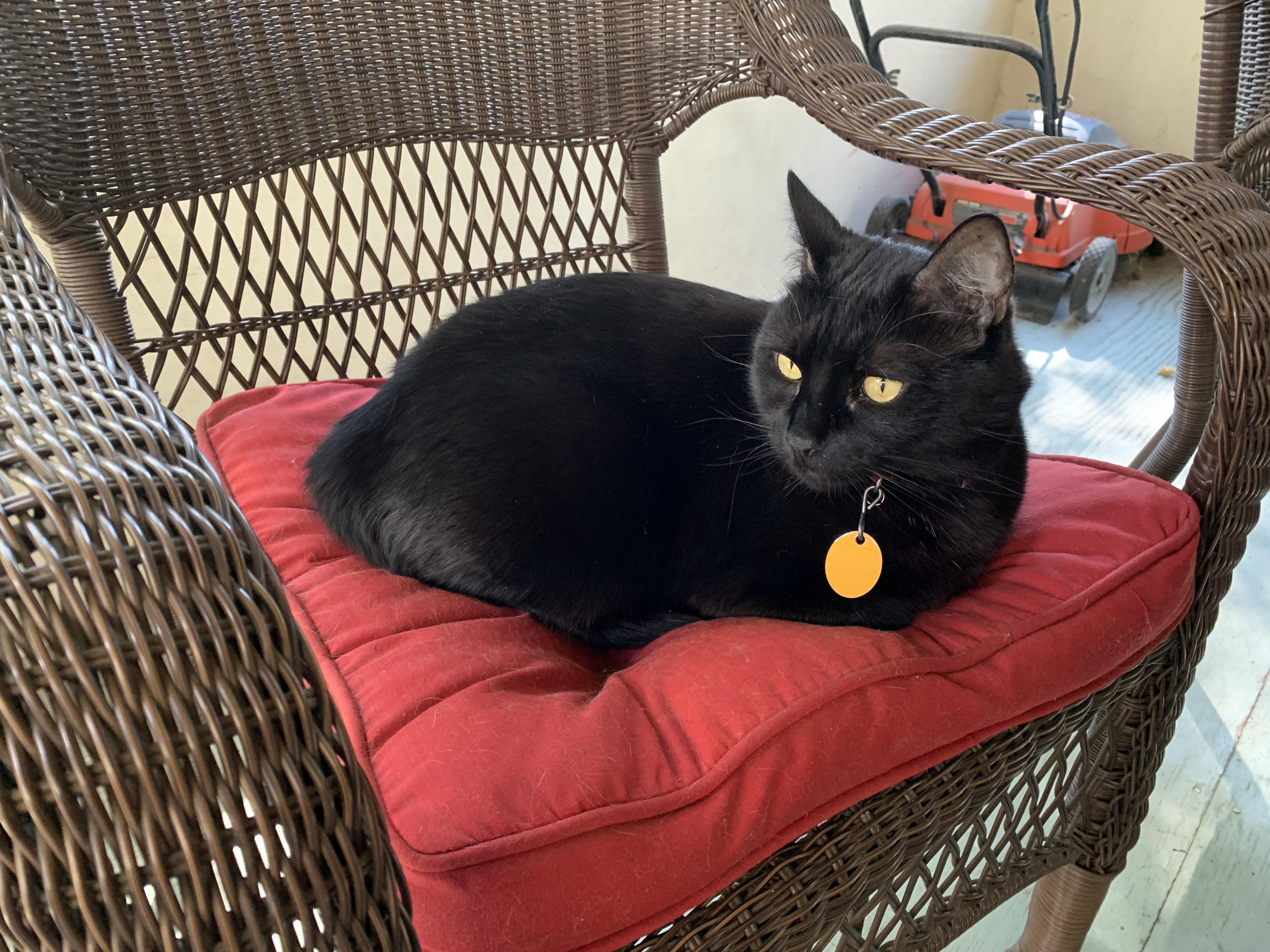 Phantom on his Royal pillow. | Scrolller