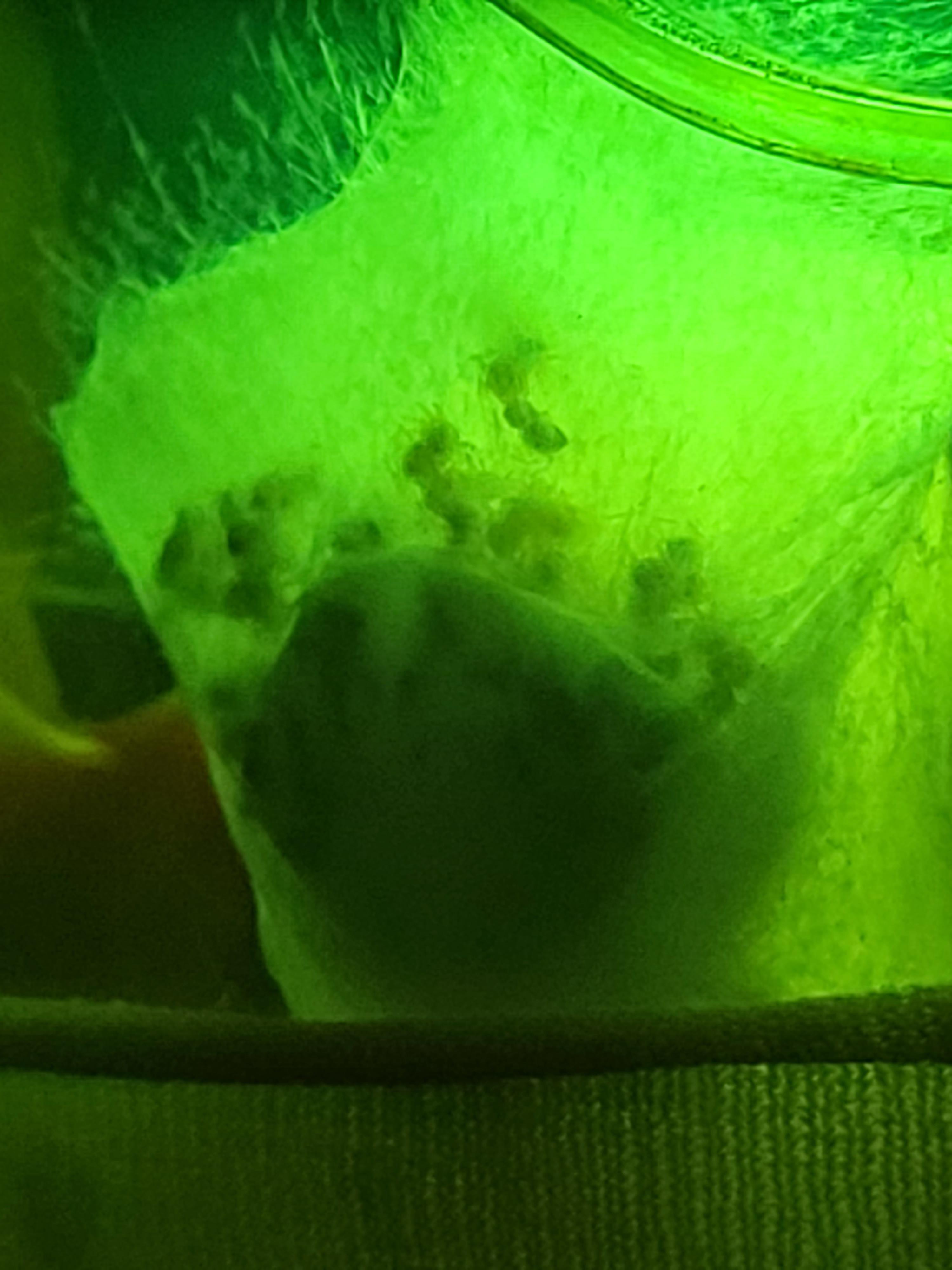 Phidippus Audax slings emerging! | Scrolller