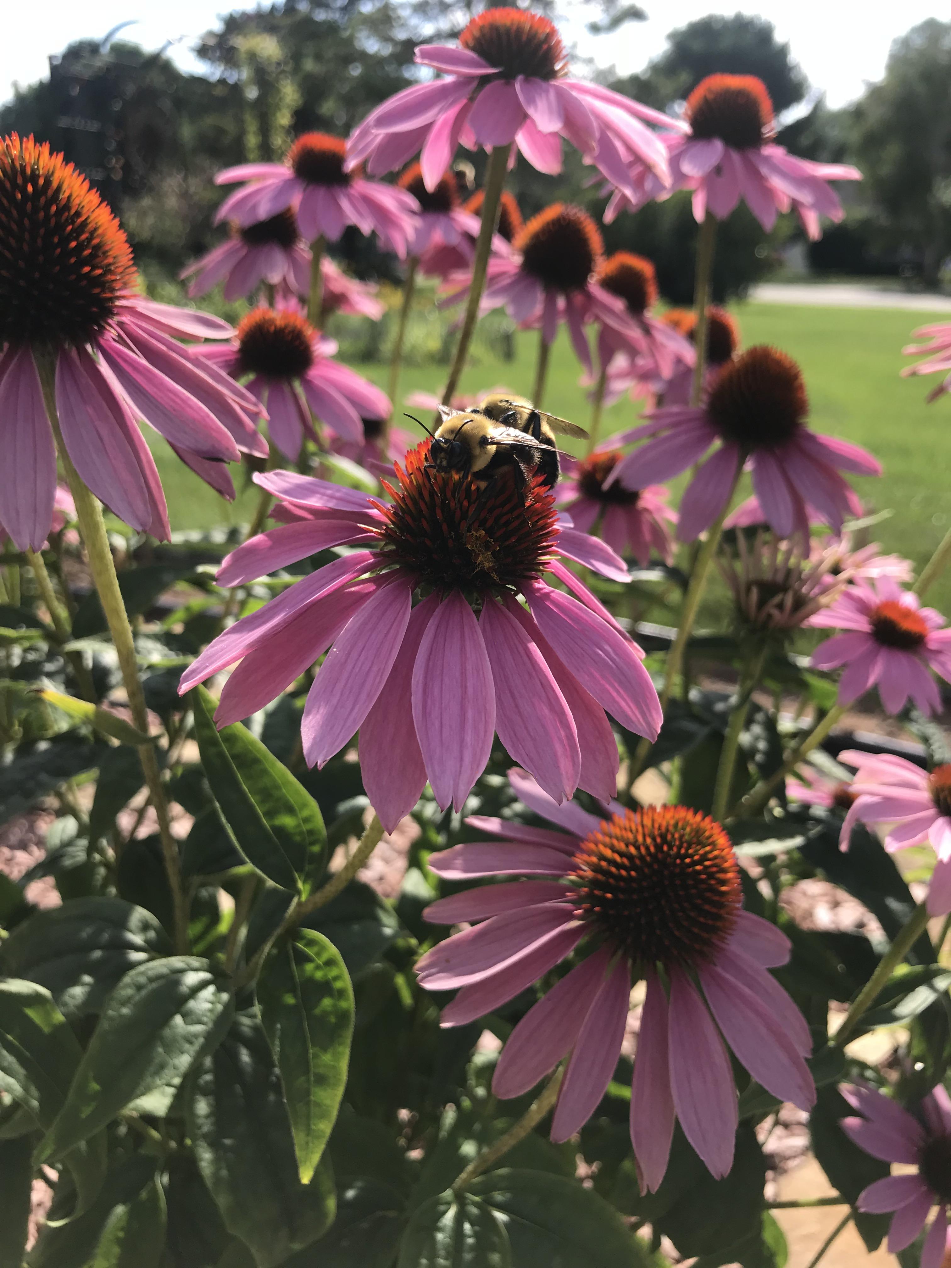 Photograph taken of some echinacea flowers accompanied by a bee | Scrolller