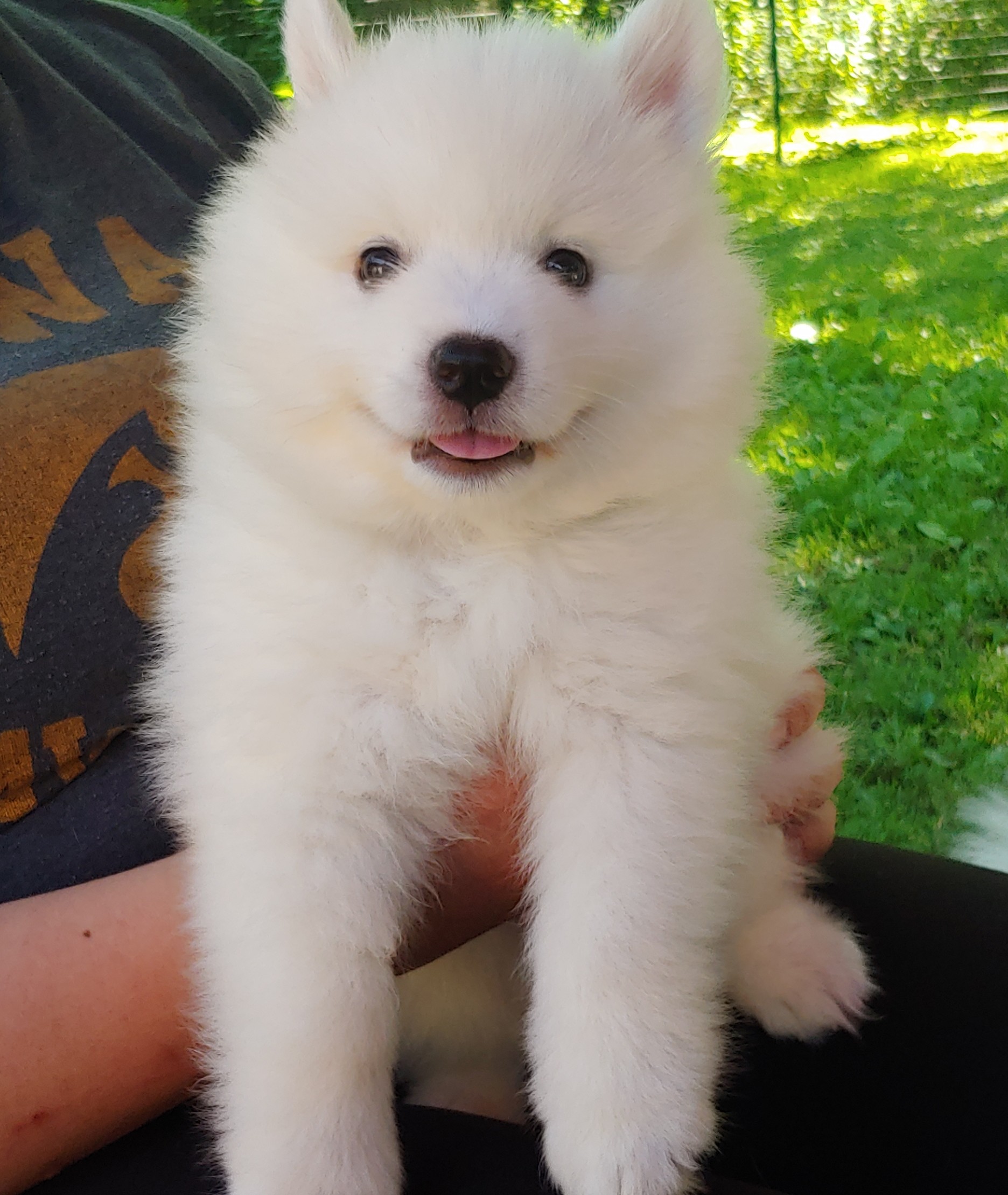 Picking up our boy in less than a week! Ready for Yeti | Scrolller