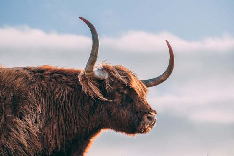 Picture of a majestic highland cow taken by me on holiday in Scotland | Scrolller