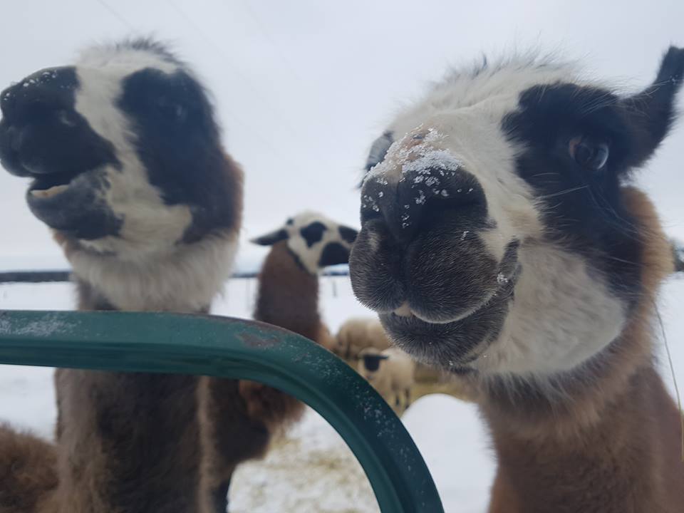 Picture of my derpy llamas | Scrolller