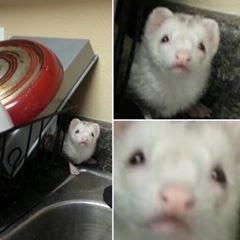 Pictured: Guilt. | Scrolller