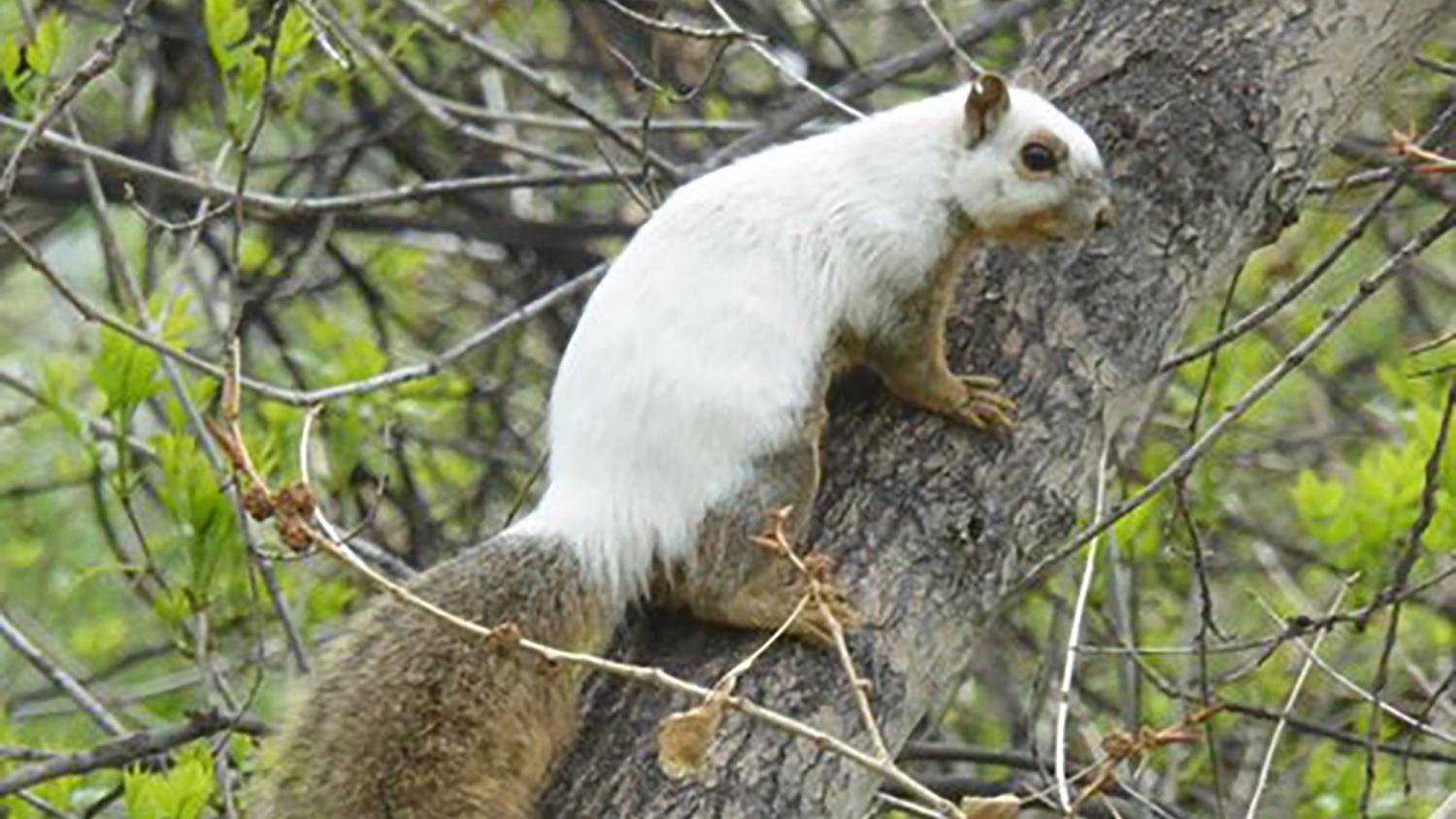 Piebald squirrel | Scrolller