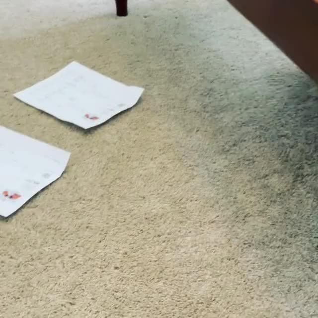 Pig ate my homework | Scrolller