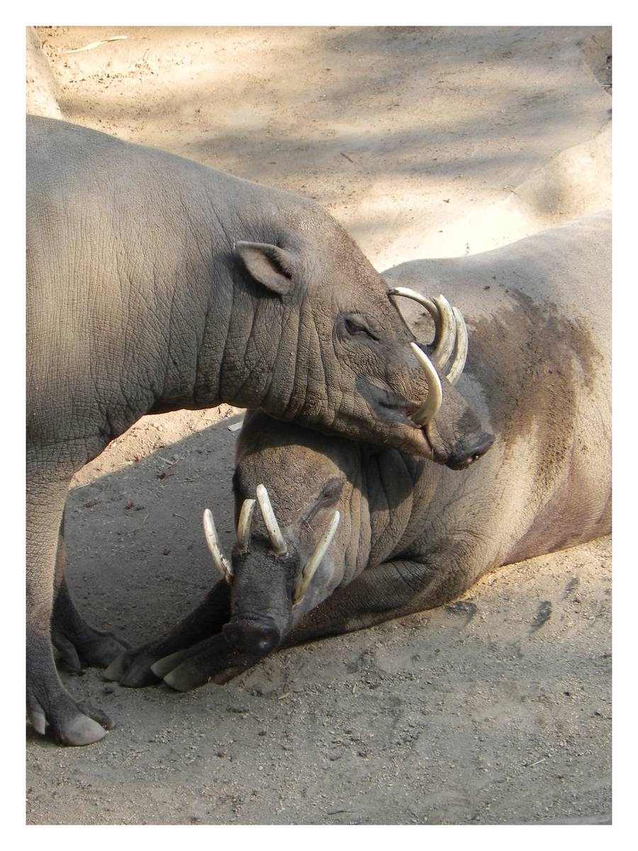 Pig friends | Scrolller